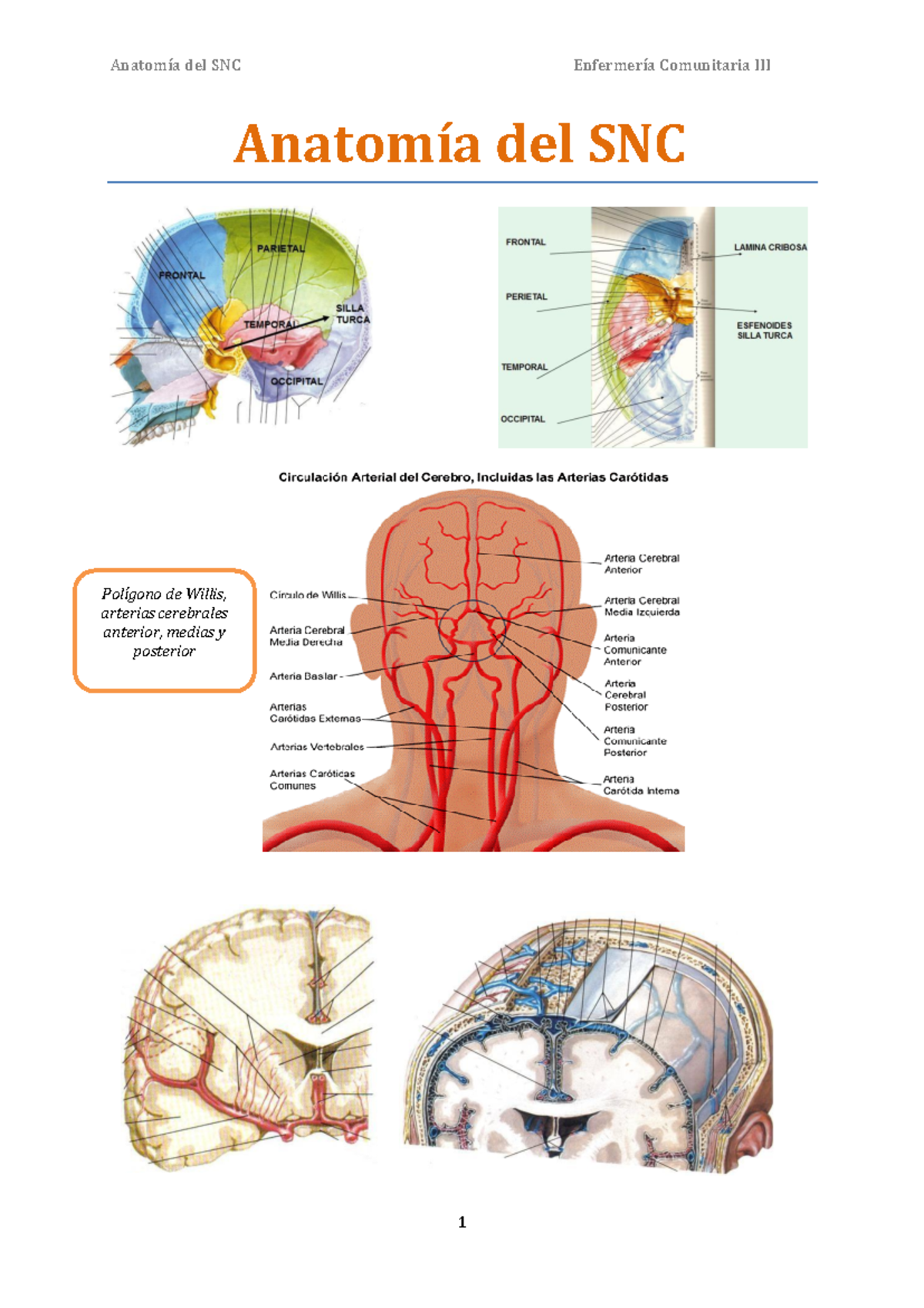 1.Anatomía del SNC - Apuntes 1 - Anatomía del SNC Enfermería ...