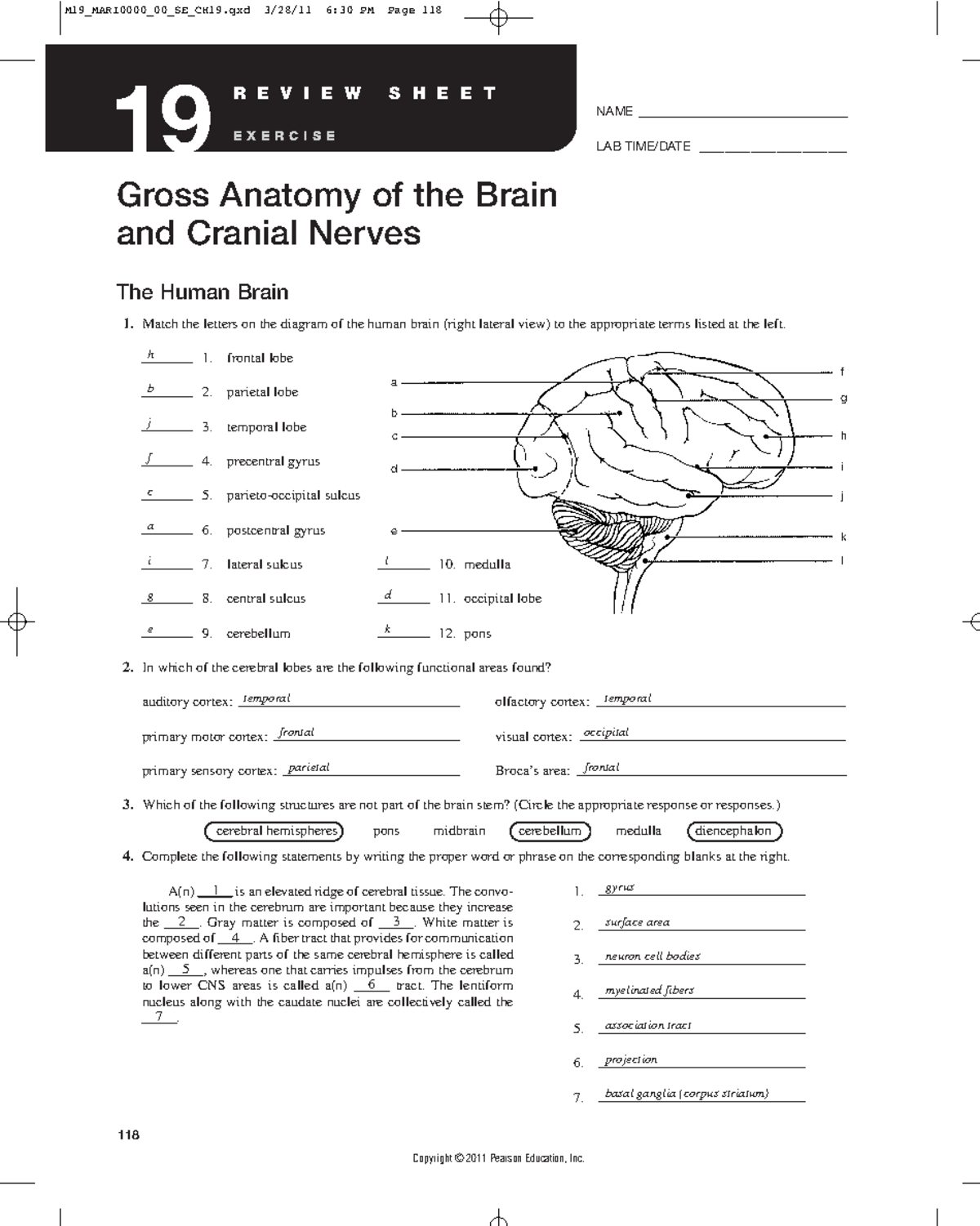 Answers Lab13 Nervous Sys Gross - Gross Anatomy of the Brain and ...