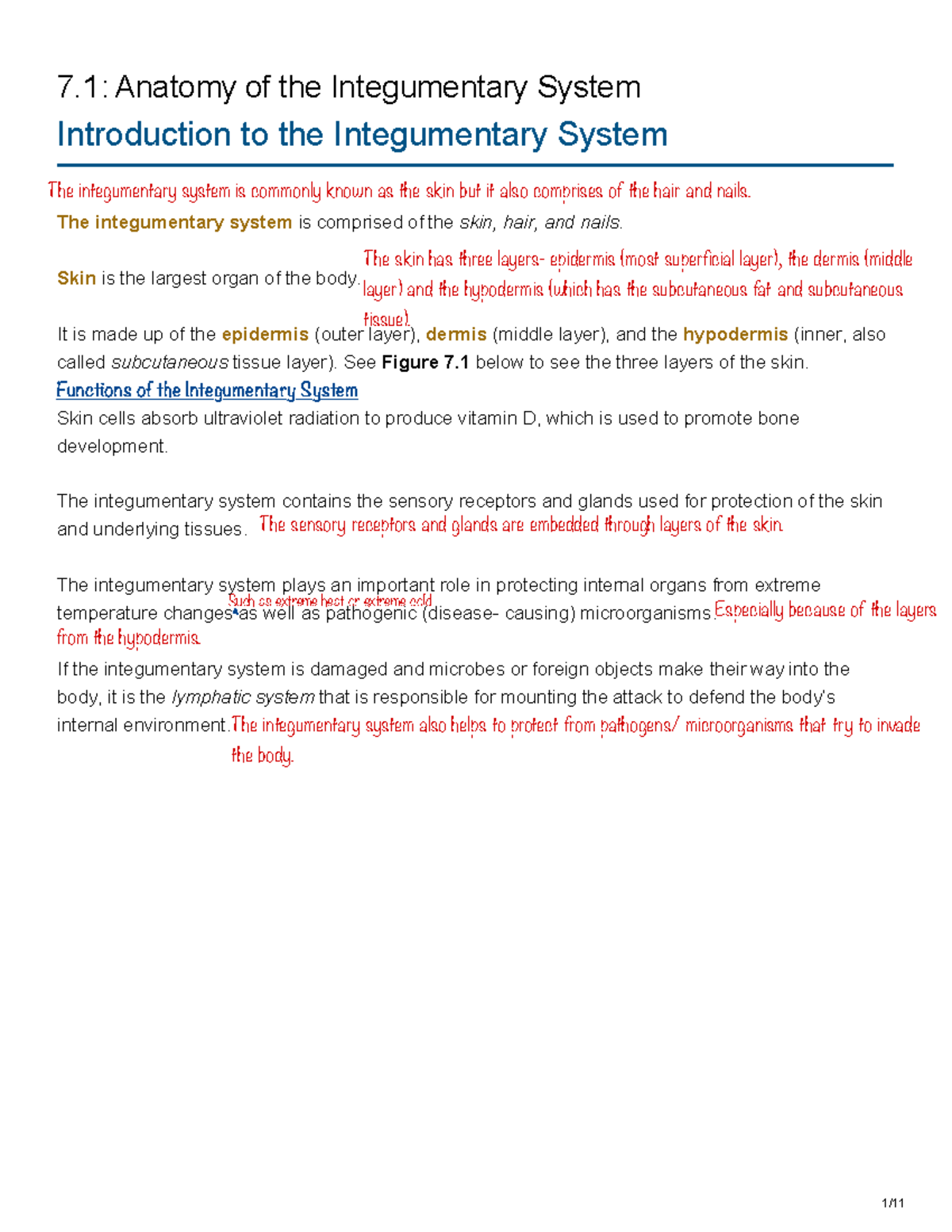 7.1 Anatomy of the Integumentary System Essential Human Anatomy ...