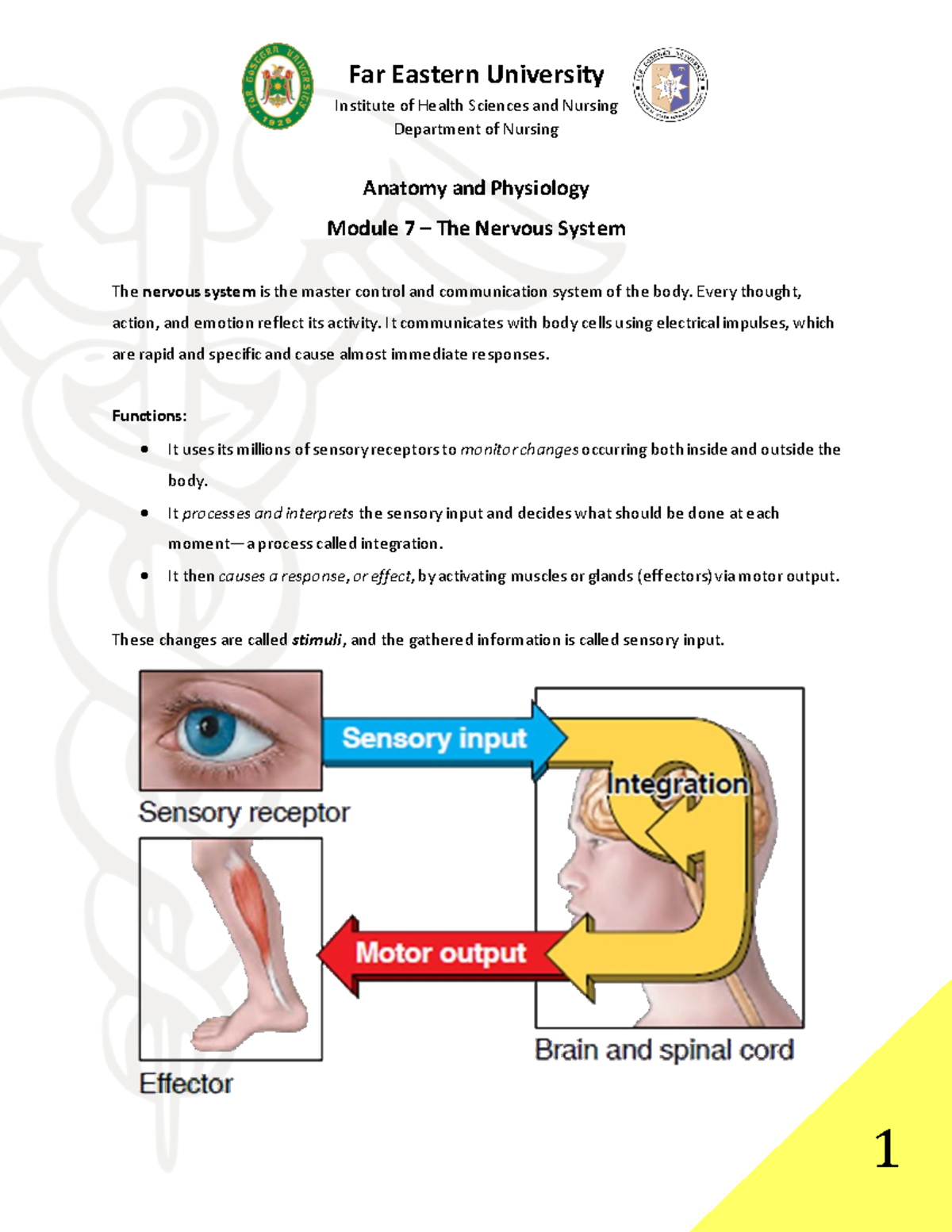 Ana Phy Module 7 The Nervous System - Institute of Health Sciences and ...
