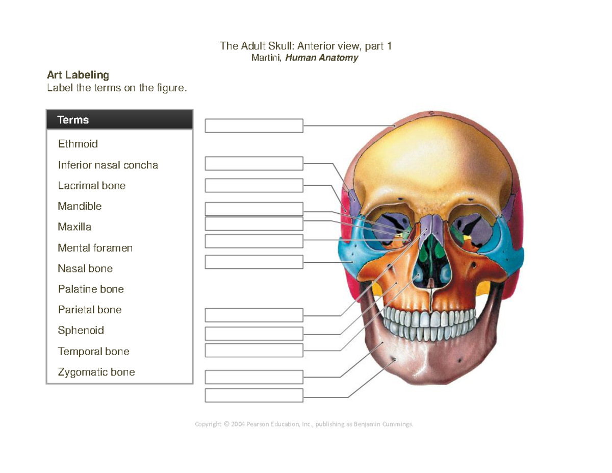 6 The Adult Skull Anterior view part 1 - ap101 - Term List (10) Ethmoid ...