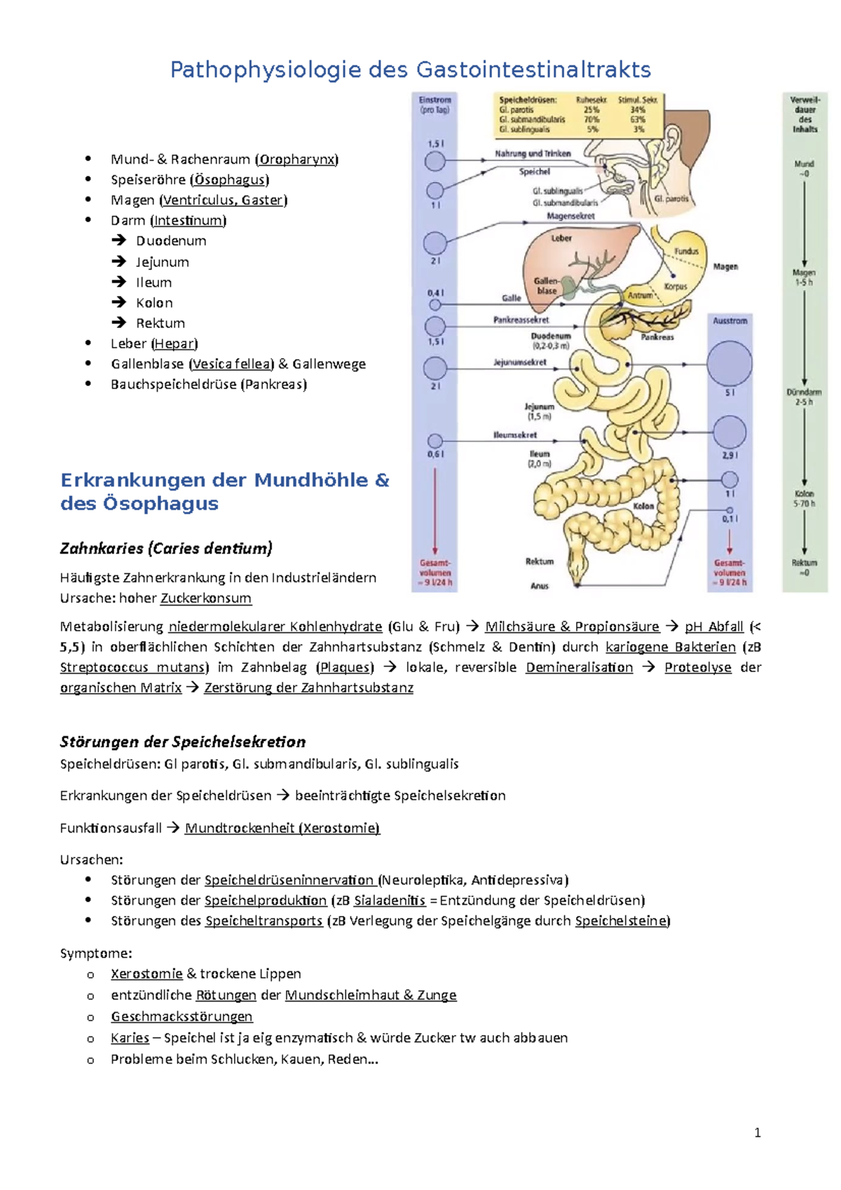 Pathophysiologie des Gastointestinaltrakts - submandibularis, Gl ...