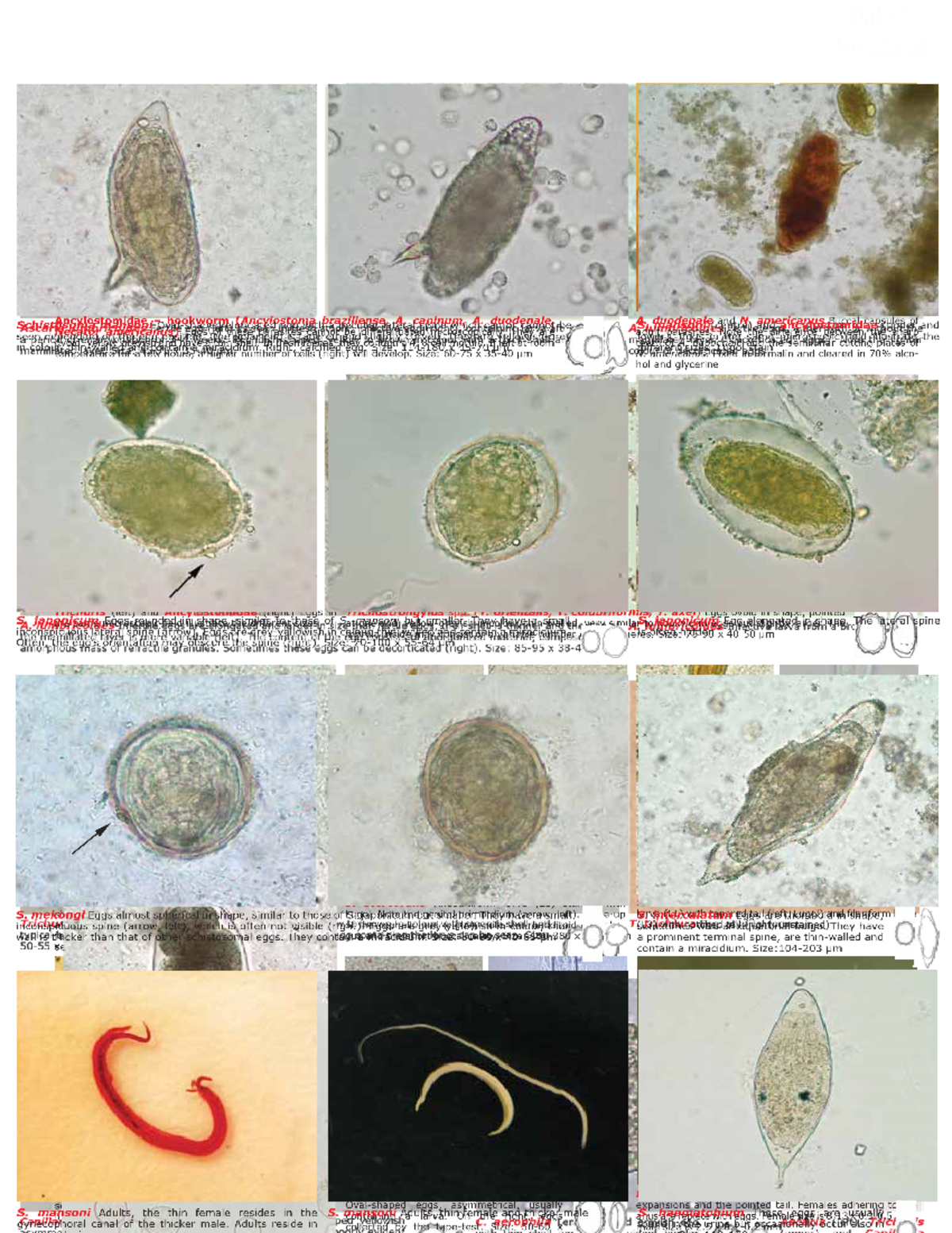 Image of parasites - NOTES - Medical Laboratory Science - Studocu