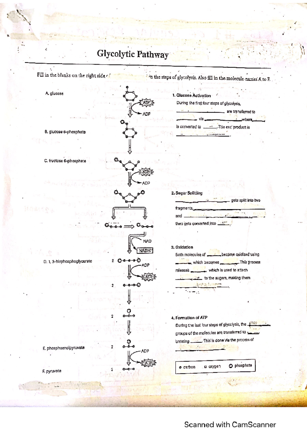 Cellular respiration worksheet - biology - Studocu