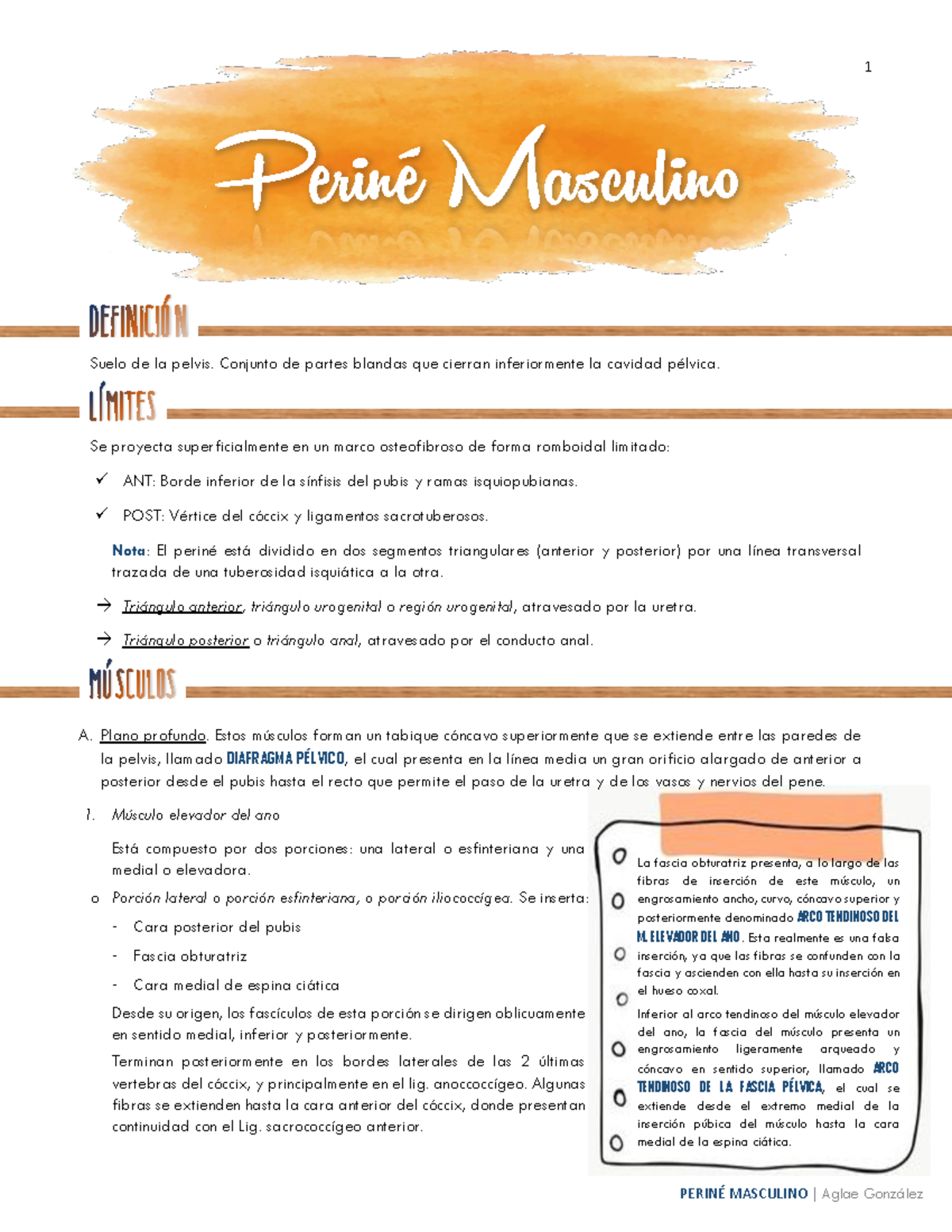 Resumen de Periné Masculino - Periné Masculino Suelo de la pelvis ...