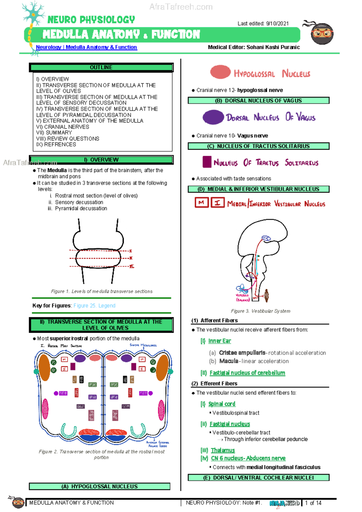 Medulla Anatomy & Function atf - MEDULLA ANATOMY & FUNCTION NEURO ...