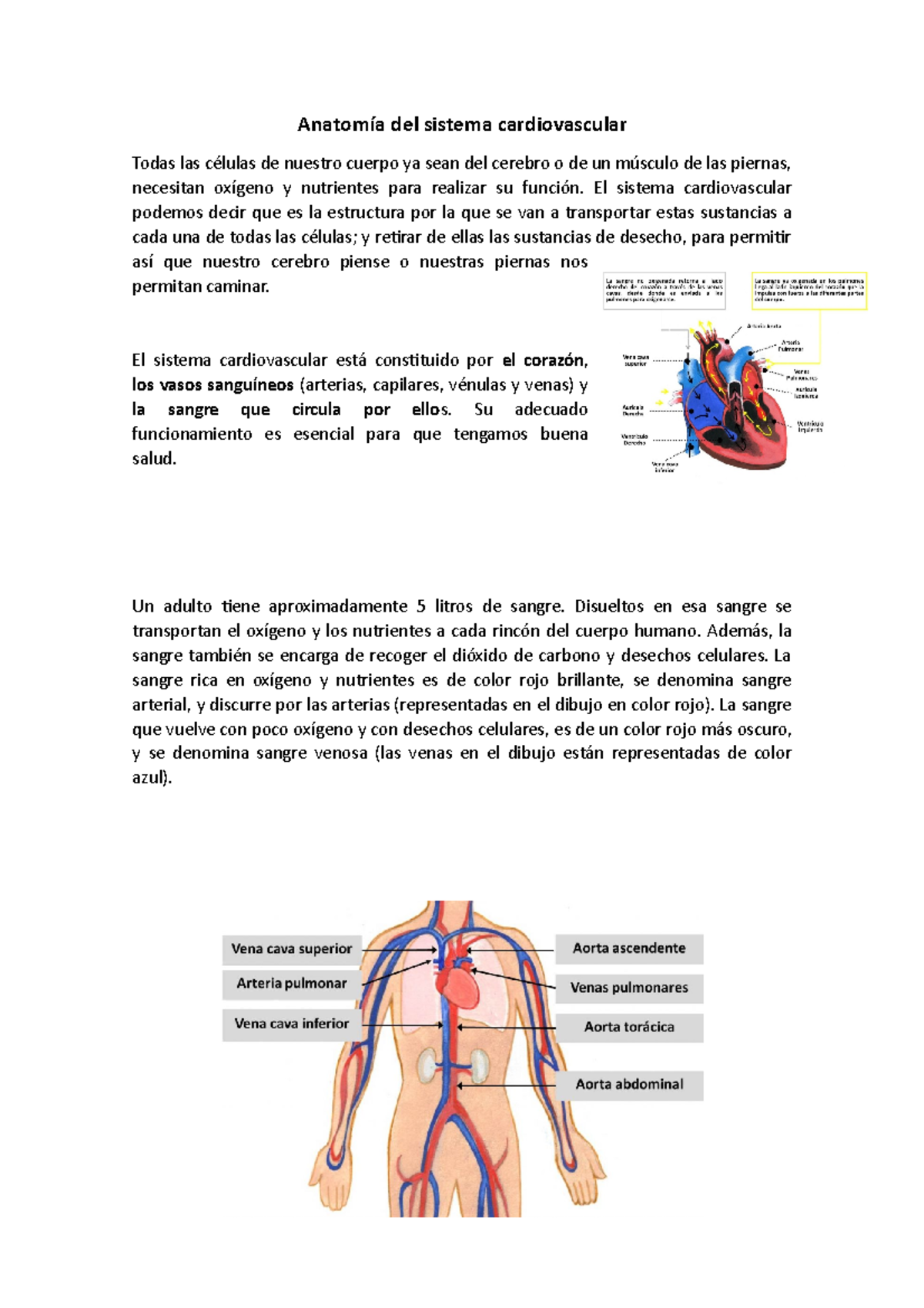 Anatomía del sistema cardiovascular - Anatomía del sistema ...
