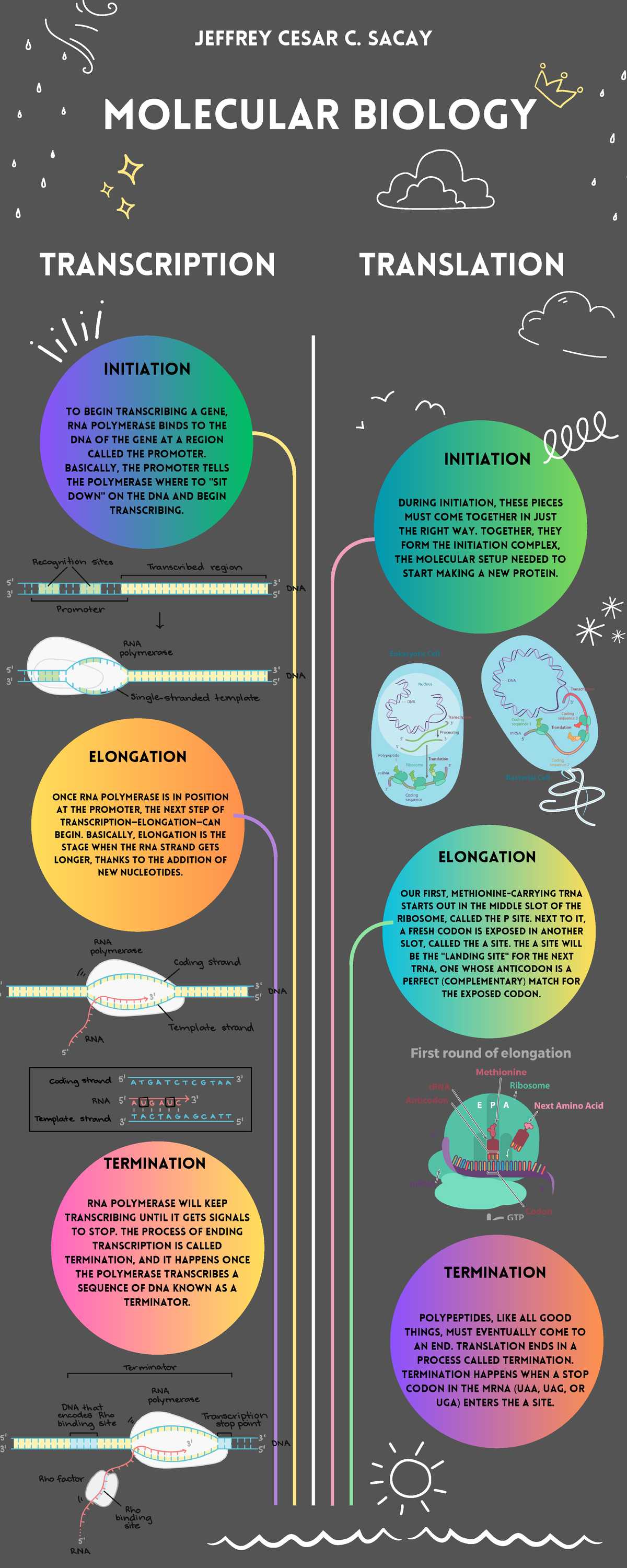 Playful Doodle Career Path Timeline Infographic - MOLECULAR BIOLOGY ...