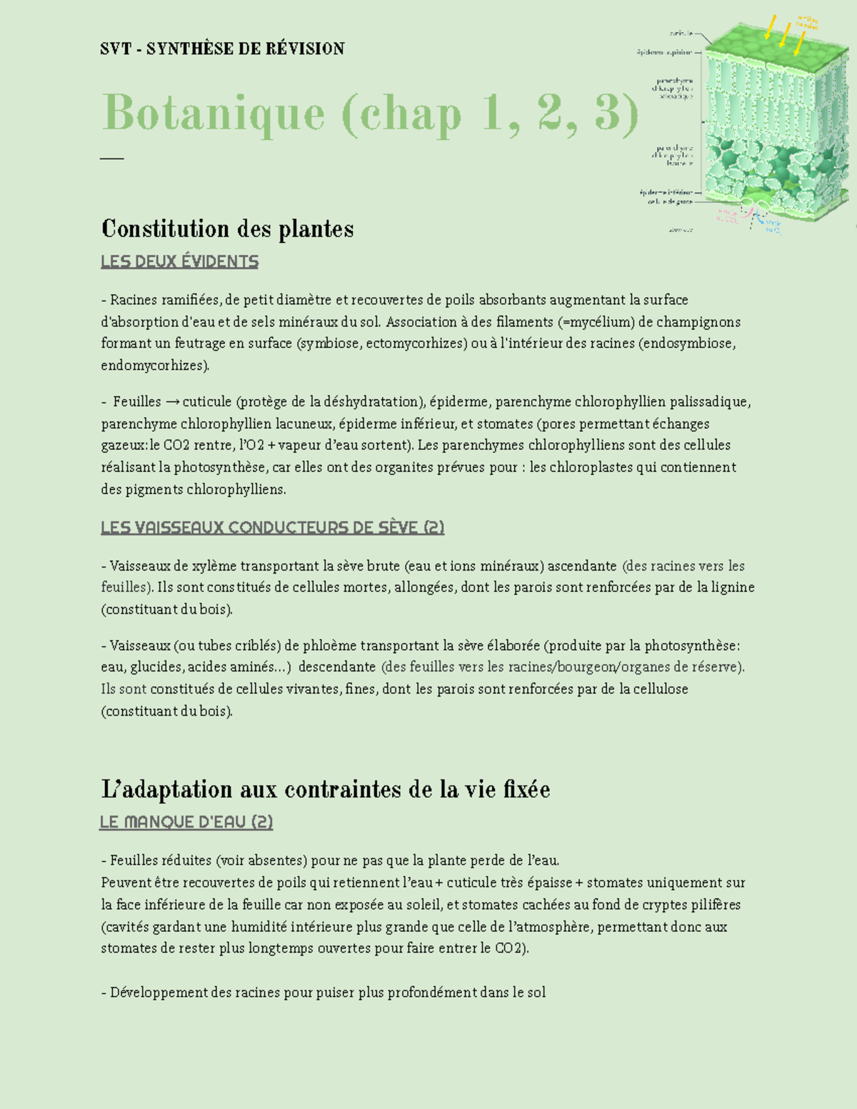 Fiche botanique - SVT - SYNTHÈSE DE RÉVISION Botanique (chap 1, 2, 3) ___ Constitution des ...
