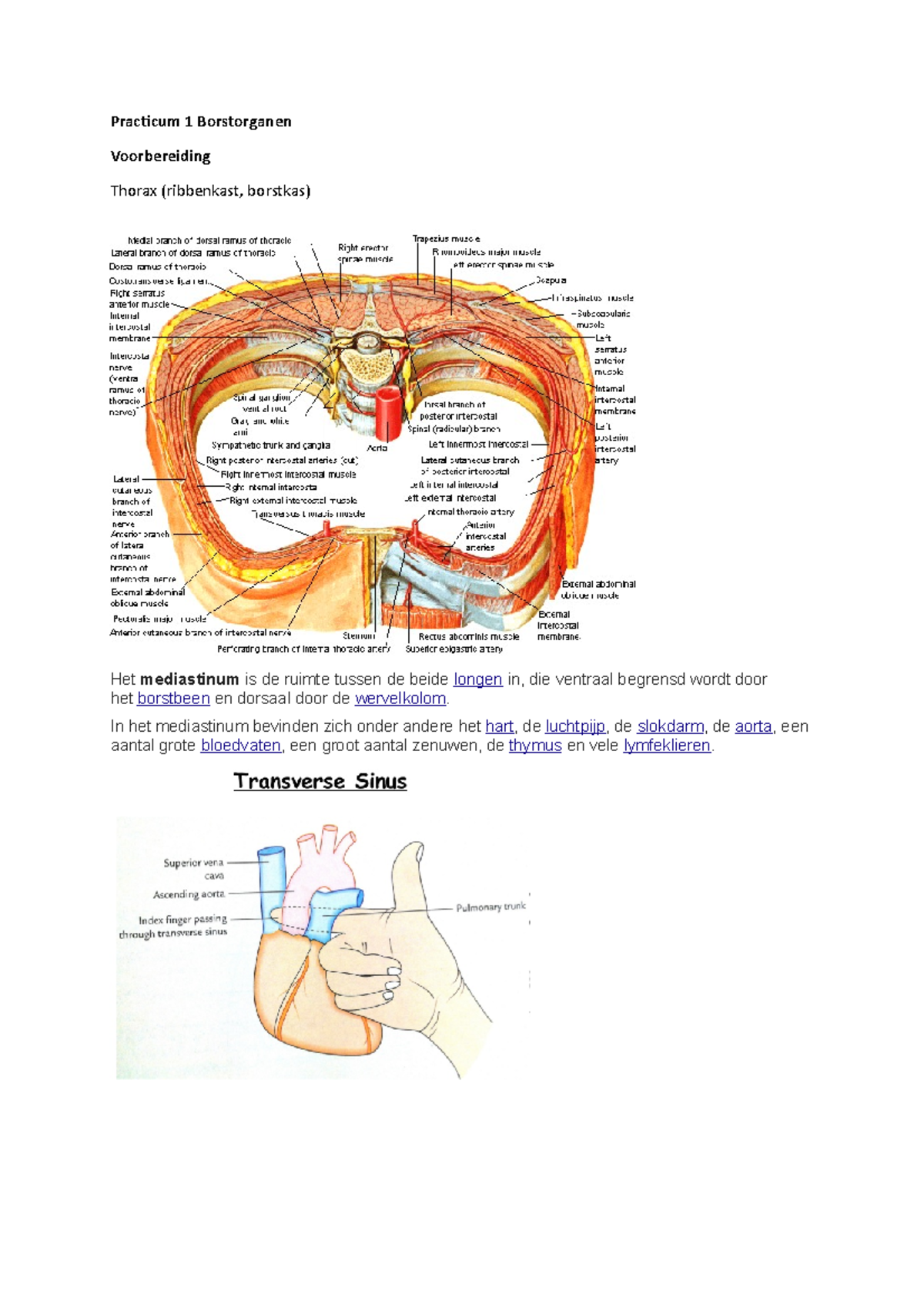 Anatomie practicum - Practicum 1 Borstorganen Voorbereiding Thorax ...