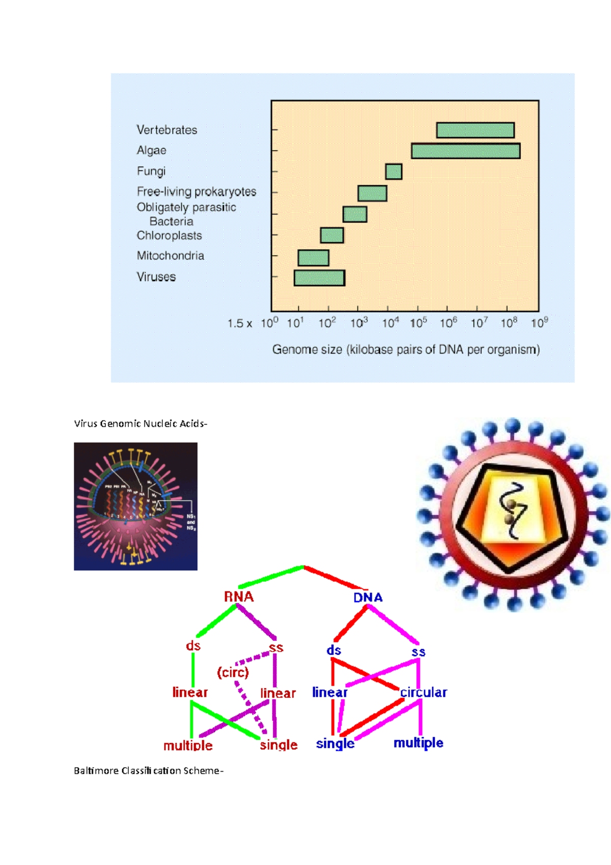 Bio Note 64 - Lecture notes 7-10 - Virus Genomic Nucleic Acids ...