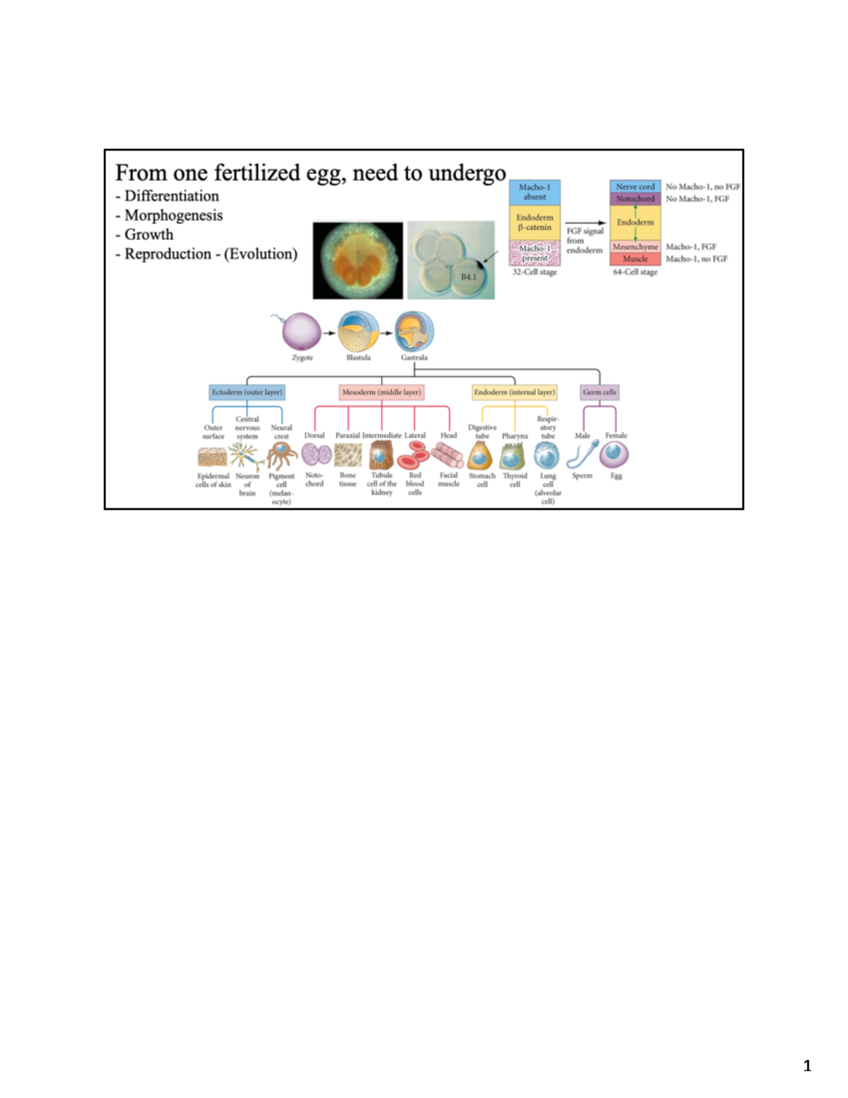 Dev Bio Section 5 - Lecture notes 5 - Warning: TT: undefined function ...