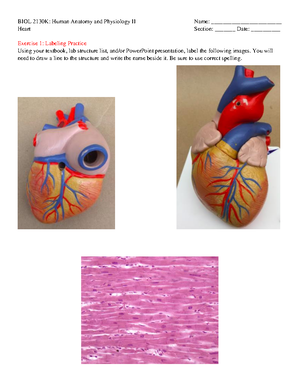 Lab 2 Endocrine System - BIOL 2130K: Human Anatomy and Physiology II ...