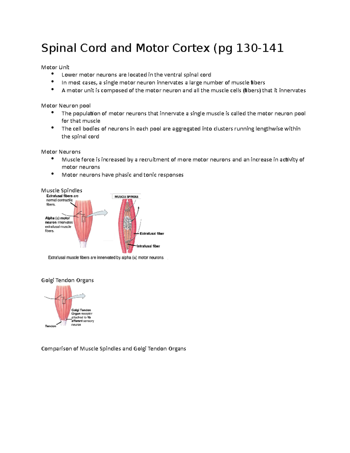 Physiology 1021 Chapter 4 and 5 - Spinal Cord and Motor Cortex (pg 130 ...