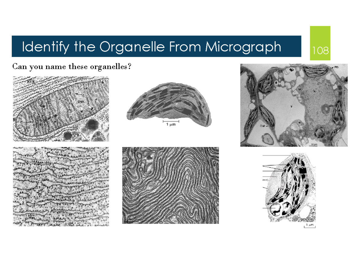 1.1B Cell Structure - Cell Organelles Activity - Studocu