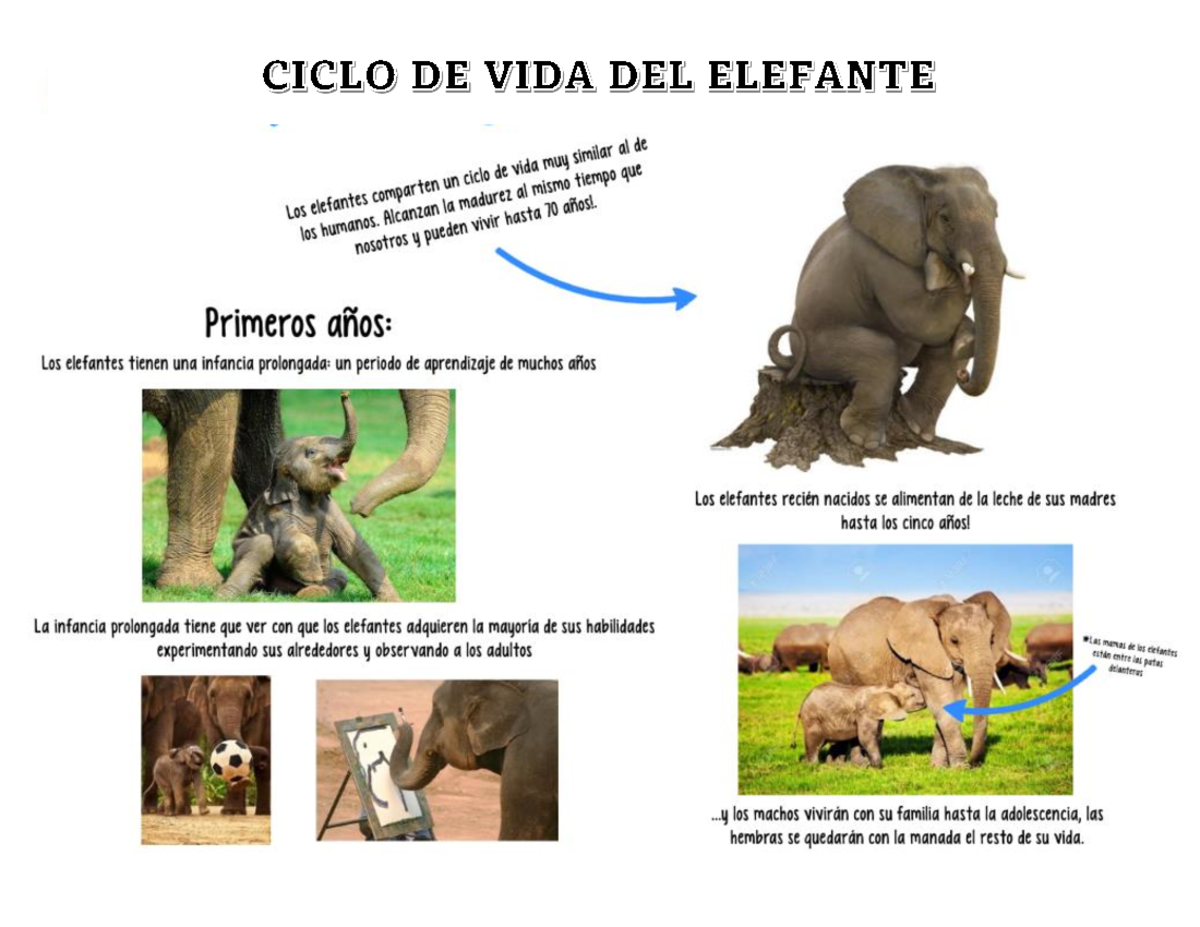 Ciclo DE VIDA DEL Elefante - Biología general - Studocu
