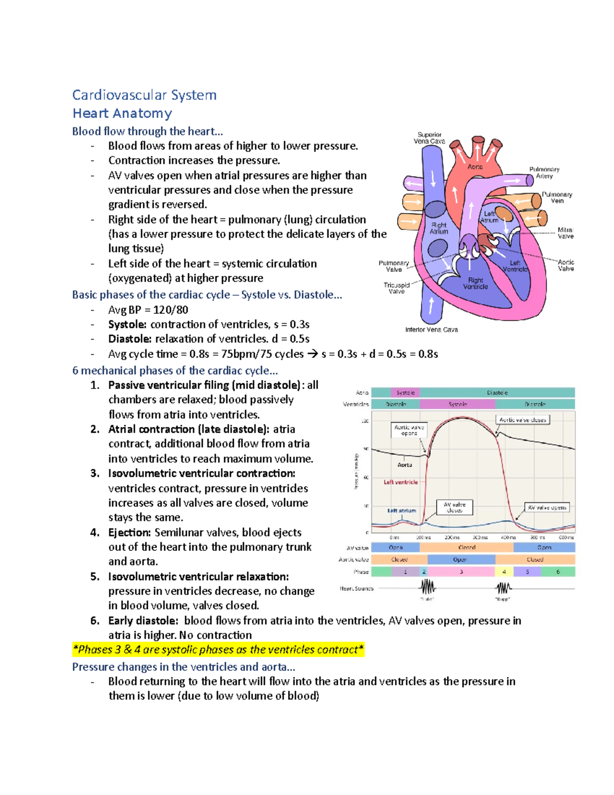 A&P Midterm I Review - Cardiovascular System Heart Anatomy Blood flow ...