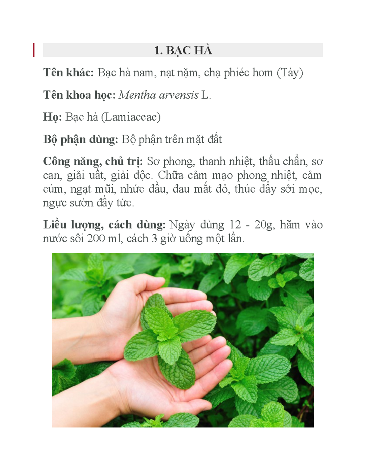 Thuoc nam - 000 - 1. BẠC HÀ Tên khác: Bạc hà nam, nạt nặm, chạ phiéc ...