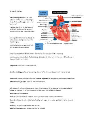Anatomie samenvatting van alles - ANATOMIE Functies beenweefsel ...