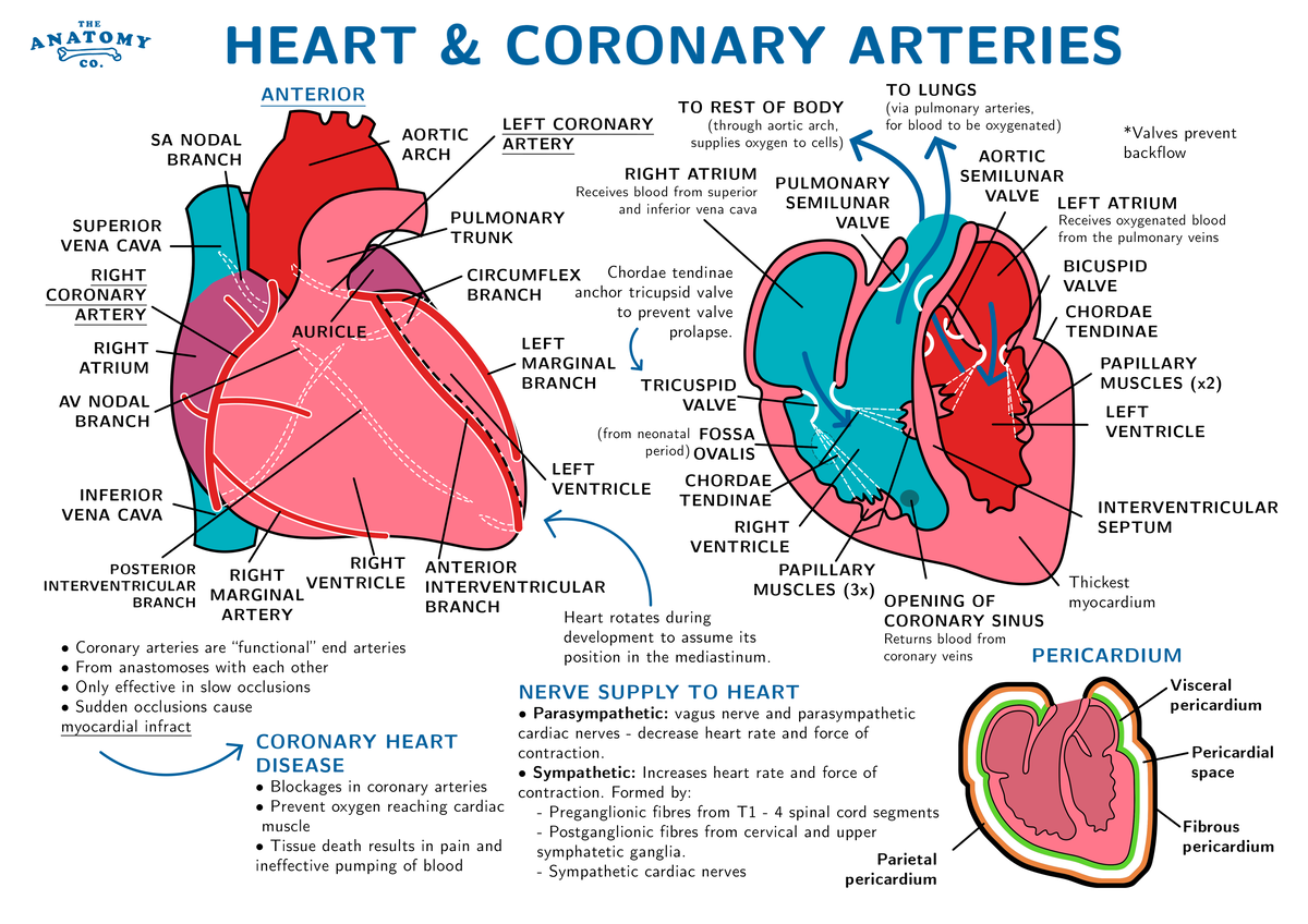 Heartand Coronary Arteries Poster - Studocu