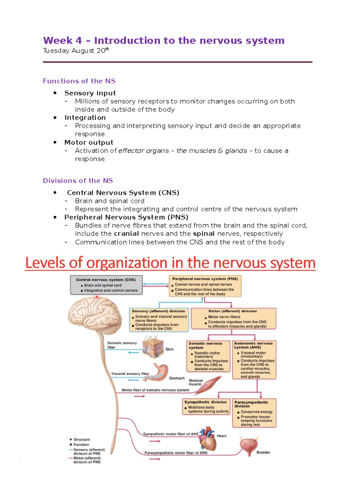 1)Intro to the nervous system - Week 4 – Introduction to the nervous ...