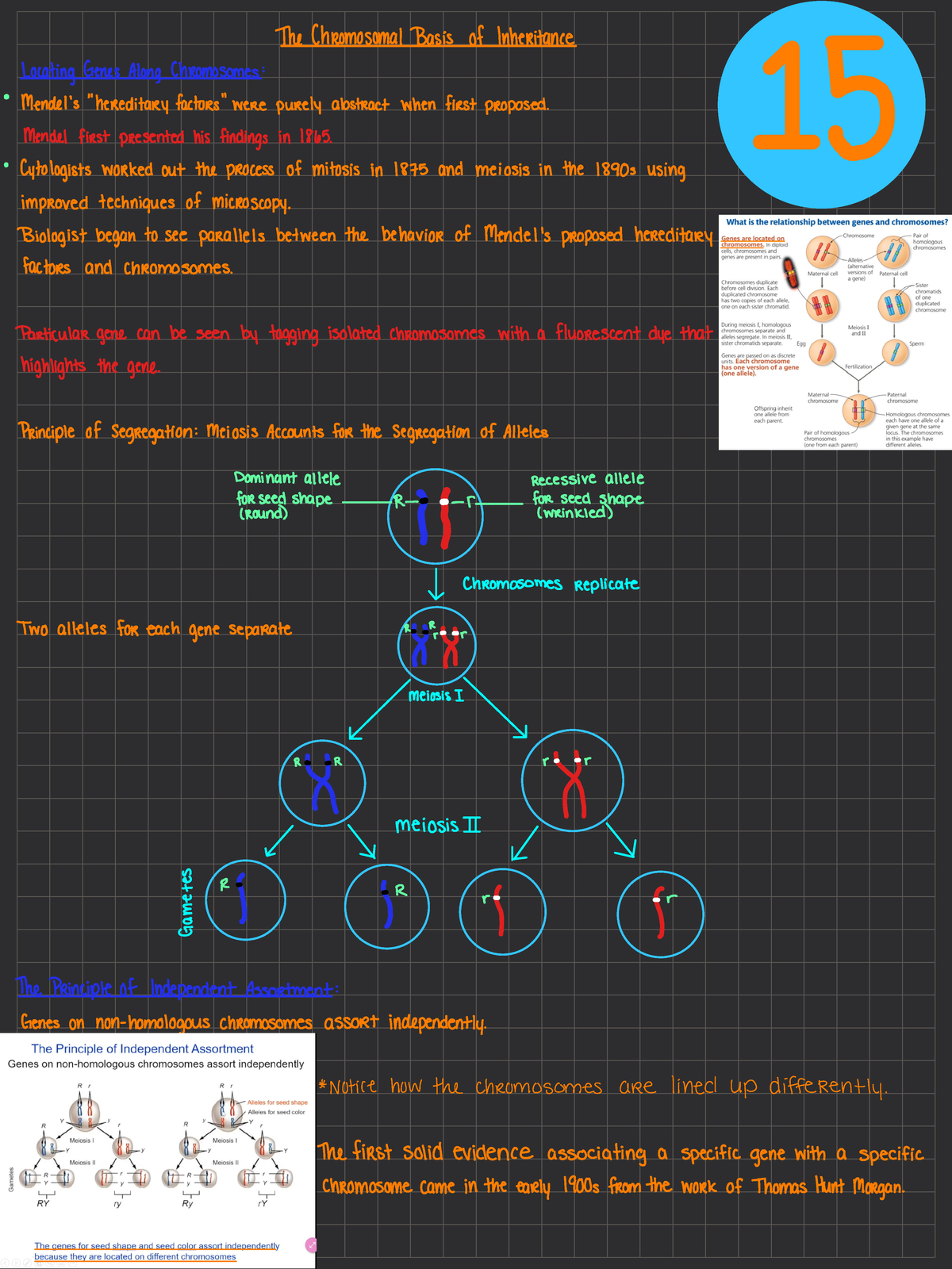 Chapter 15 - The Chromosomal Basis of Inheritance - BIOL 100 - Hunter ...
