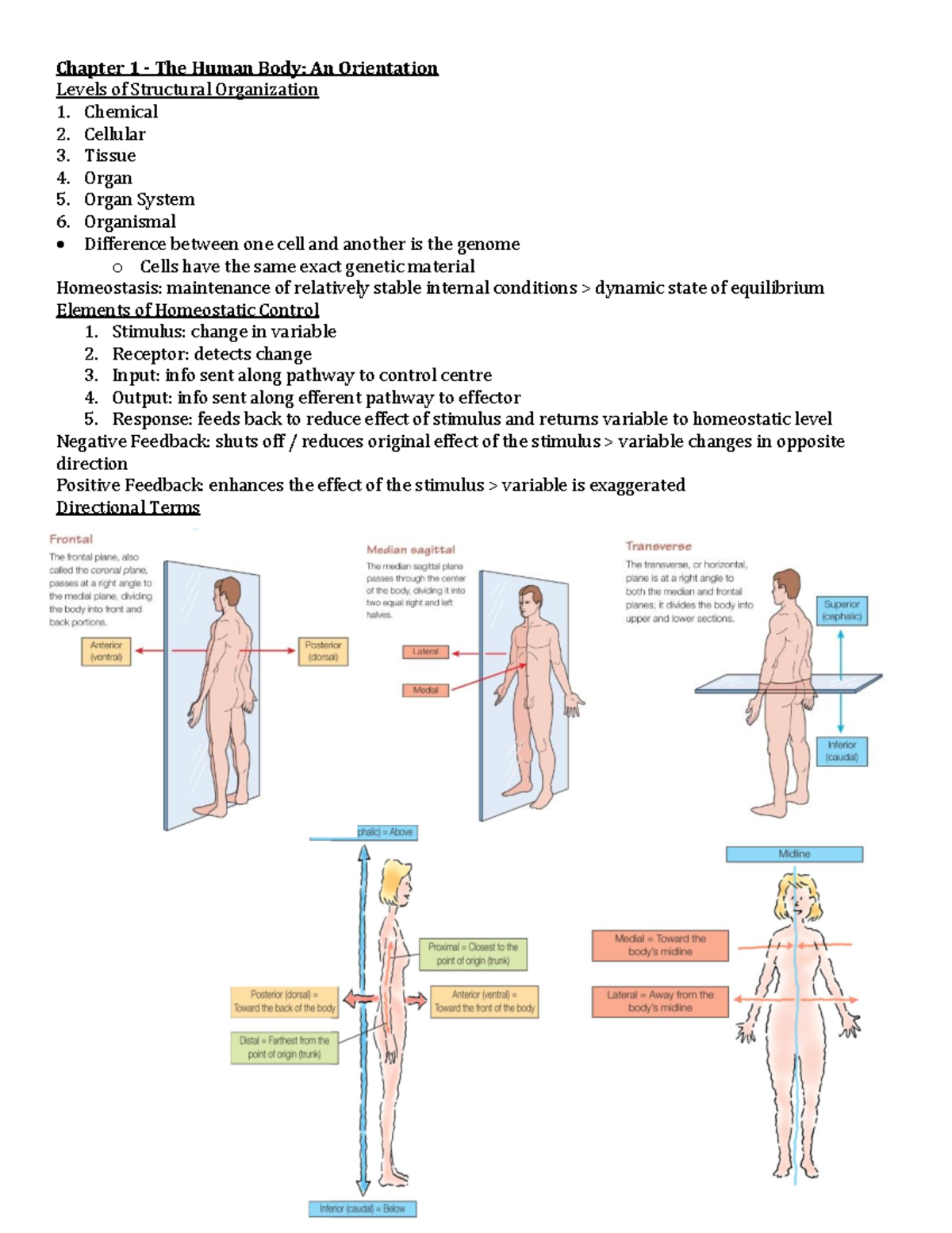 Lecture Notes Anatomy And Physiology Test Review Prof Killeen 
