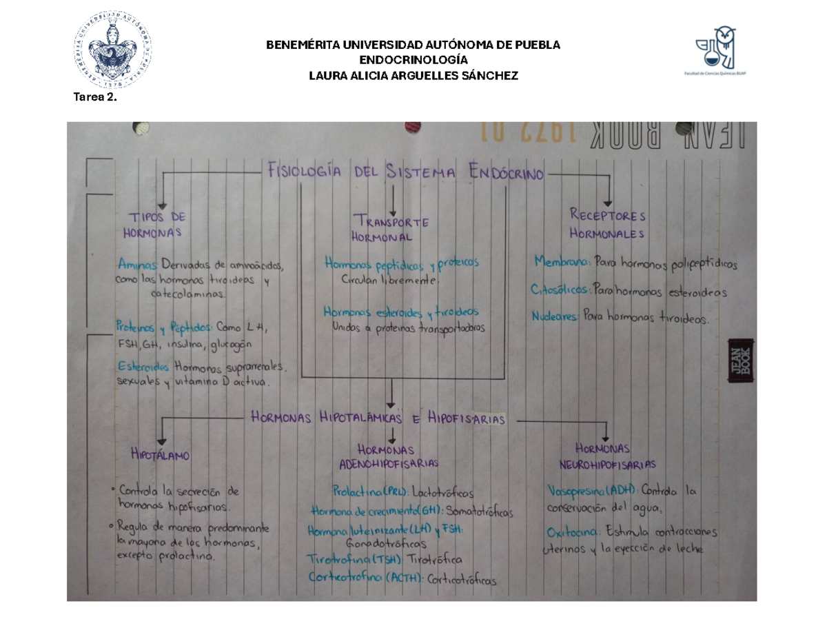 T2. Mapa conceptual - Endocrinología - BENEMÉRITA UNIVERSIDAD AUTÓNOMA DE PUEBLA ENDOCRINOLOGÍA ...