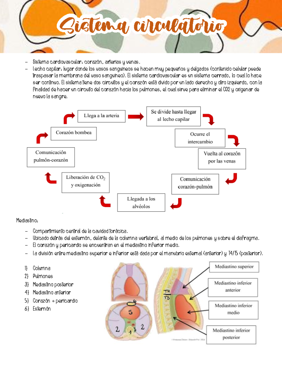 Anatomia Solemne 3 - Sistema cardiovascular: corazón, arterias y venas ...