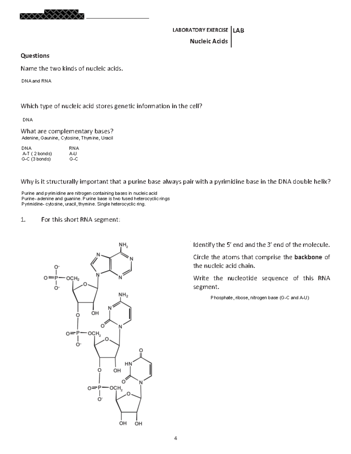 Laboratory Nucleic Acids Exercise - ______________________ LABORATORY ...