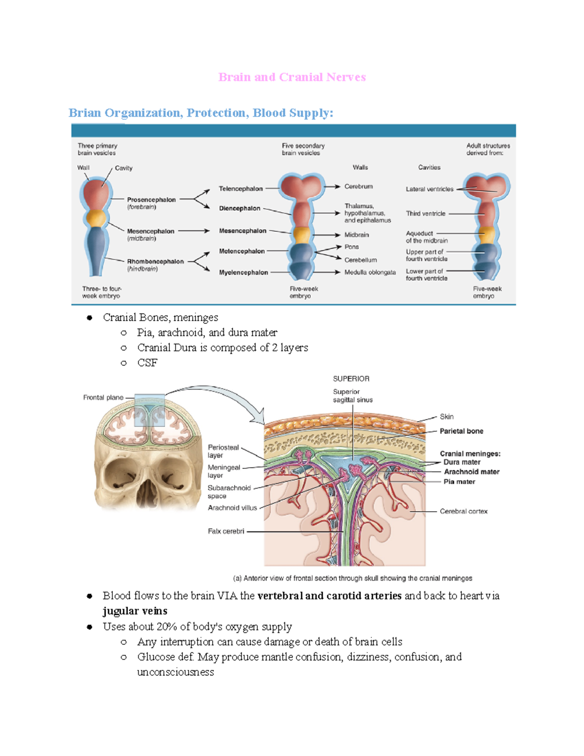 A&P Ch 14 Brain and Cranial Nerves - Brain and Cranial Nerves Brian ...