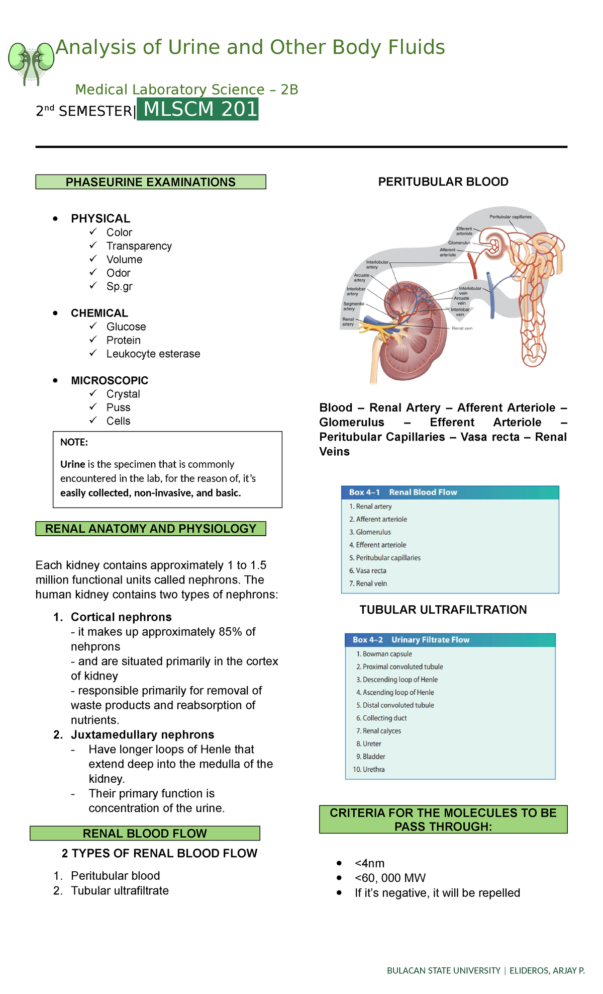 Renal Anotomy & Physiology - NOTE: Urine is the specimen that is ...