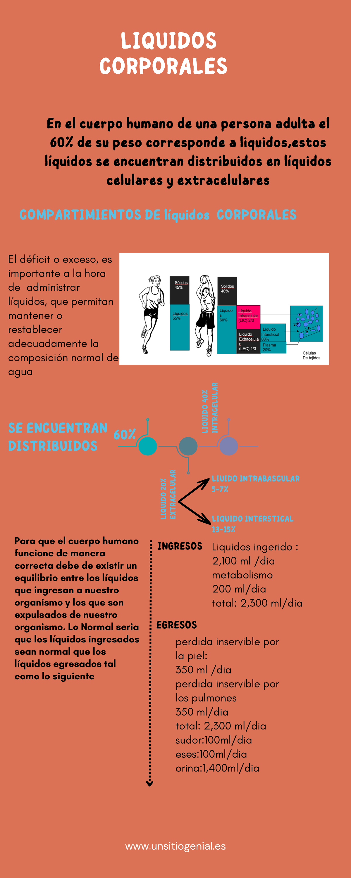 Infografía sobre líquidos corporales - En el cuerpo humano de una ...