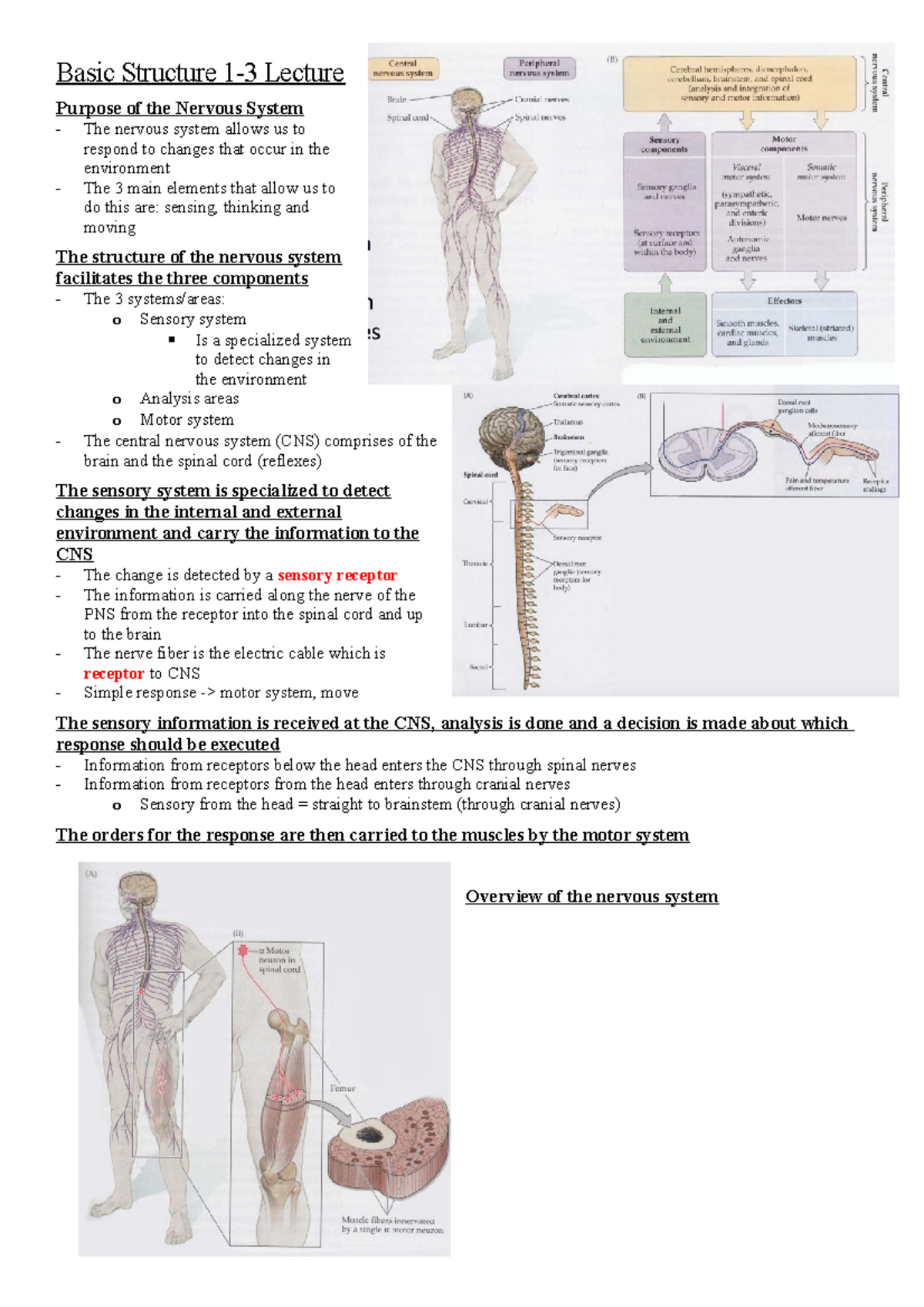 Basic Structure - Lecture notes 1-3 - Basic Structure 1-3 Lecture ...
