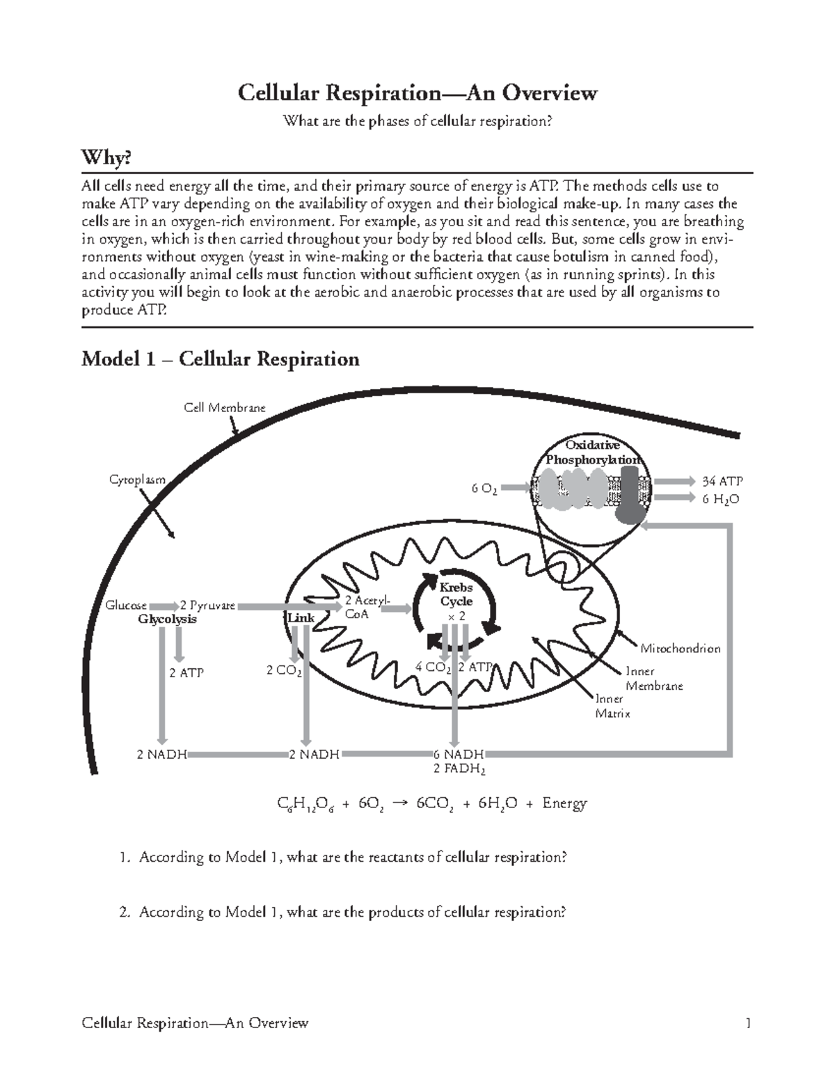 Pogil Cellular Respiration - The overview - Cellular Respiration—An ...