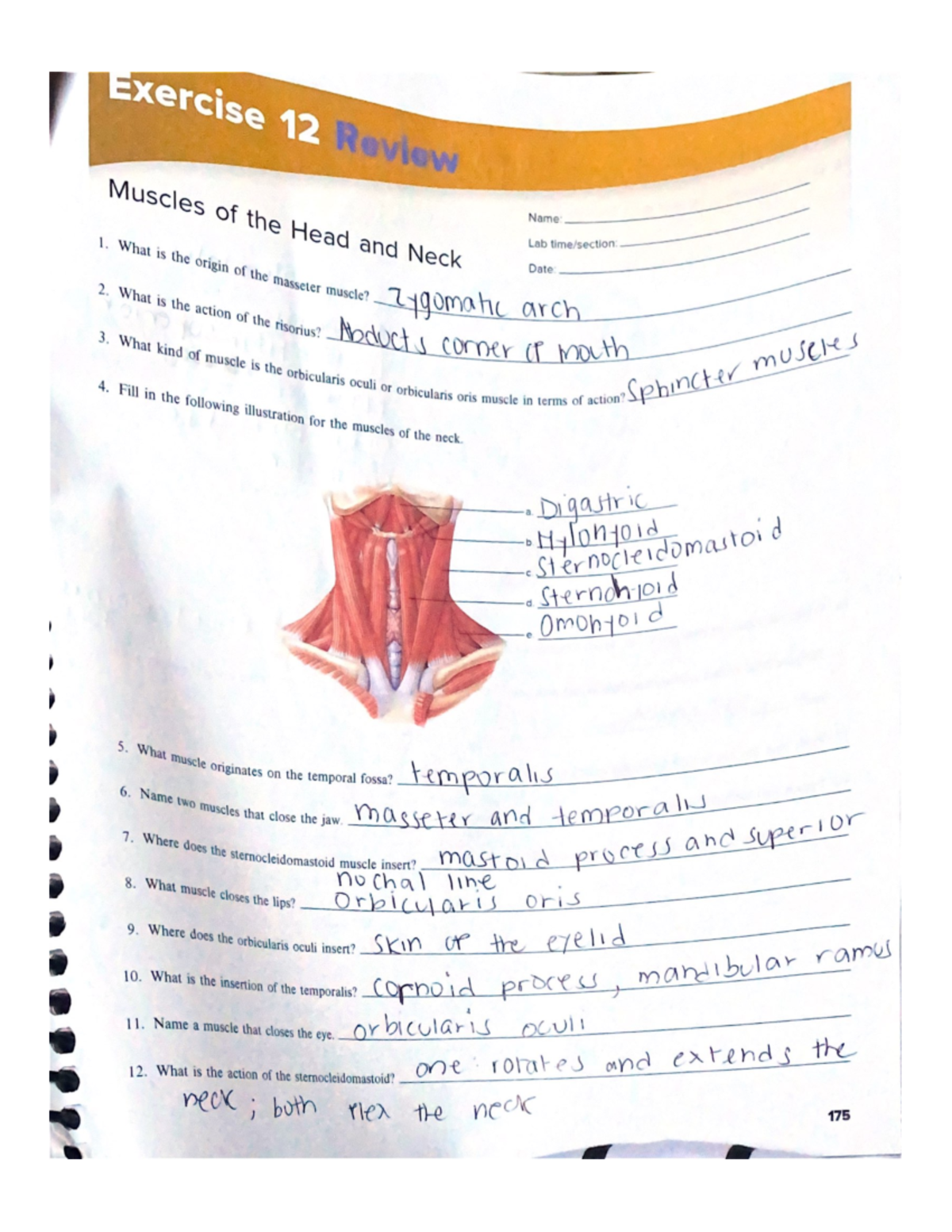 Muscles of the Head and Neck - 260 - Studocu