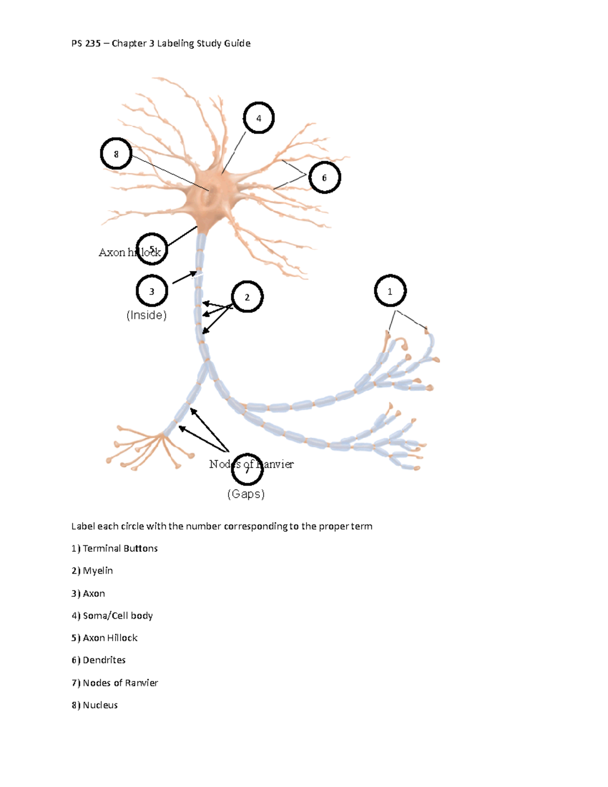 Chapter 3 Labeling Study guide - Label each circle with the number ...