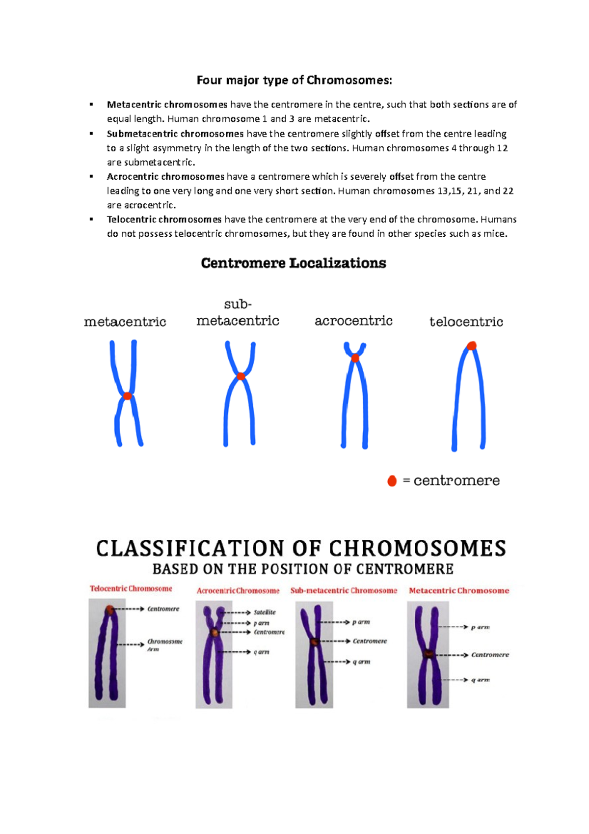 Four major type of Chromosomes - Human chromosome 1 and 3 are ...