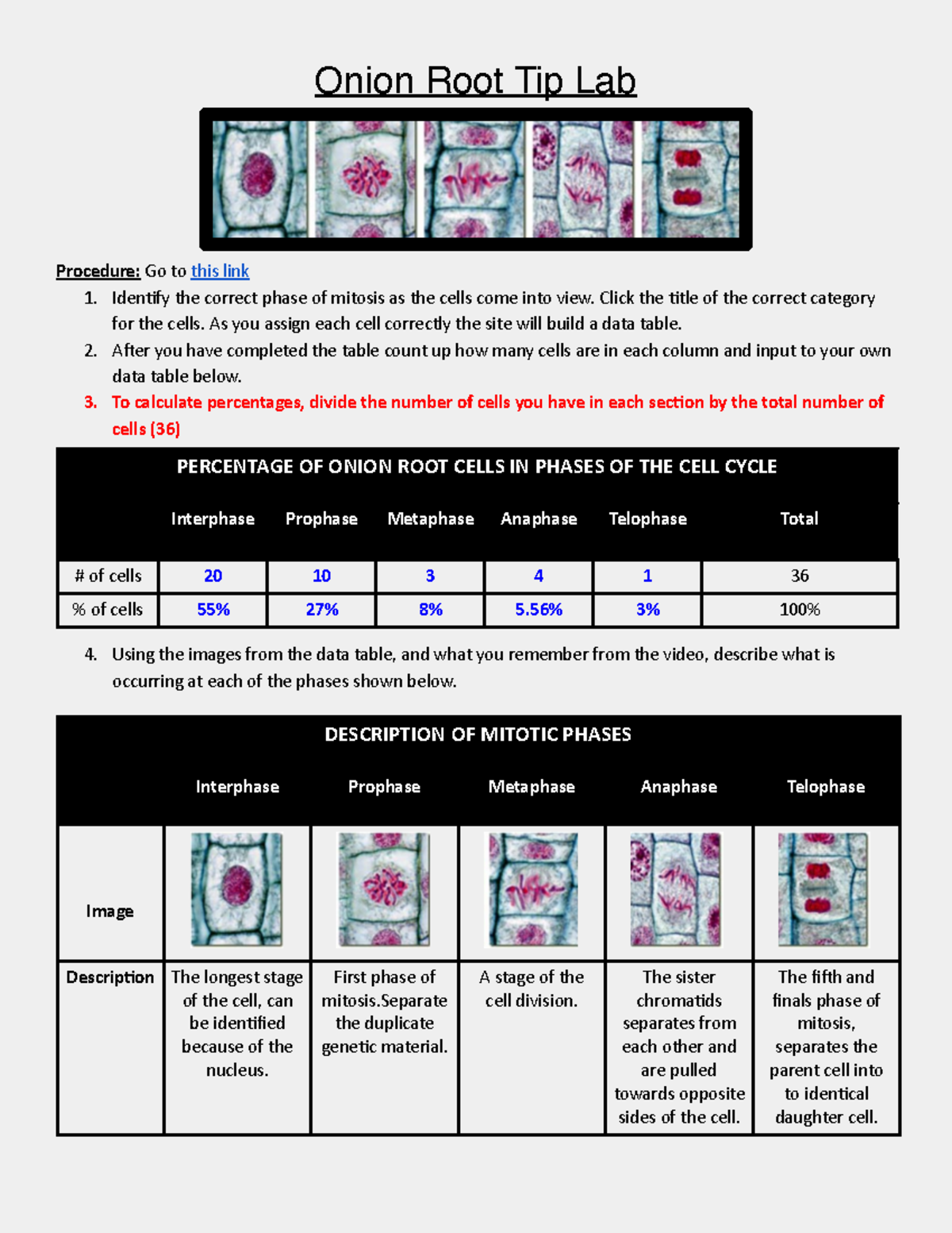 Cells - Onion Root Tip Lab Procedure: Go to this link 1. Iden 0 fy the ...