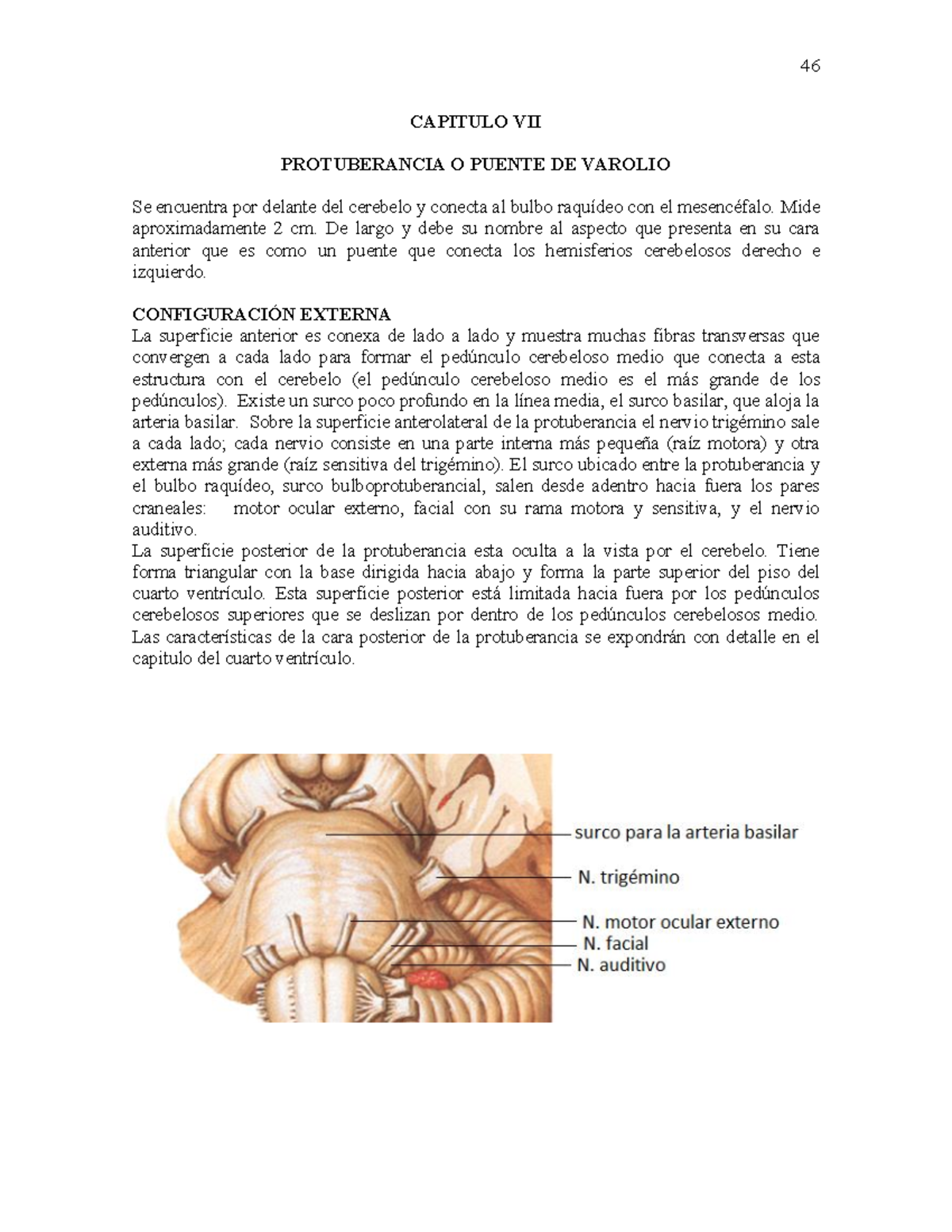 CAPÍTULO 7 - Protuberancia O Puente DE Varolio - 46 CAPITULO VII ...