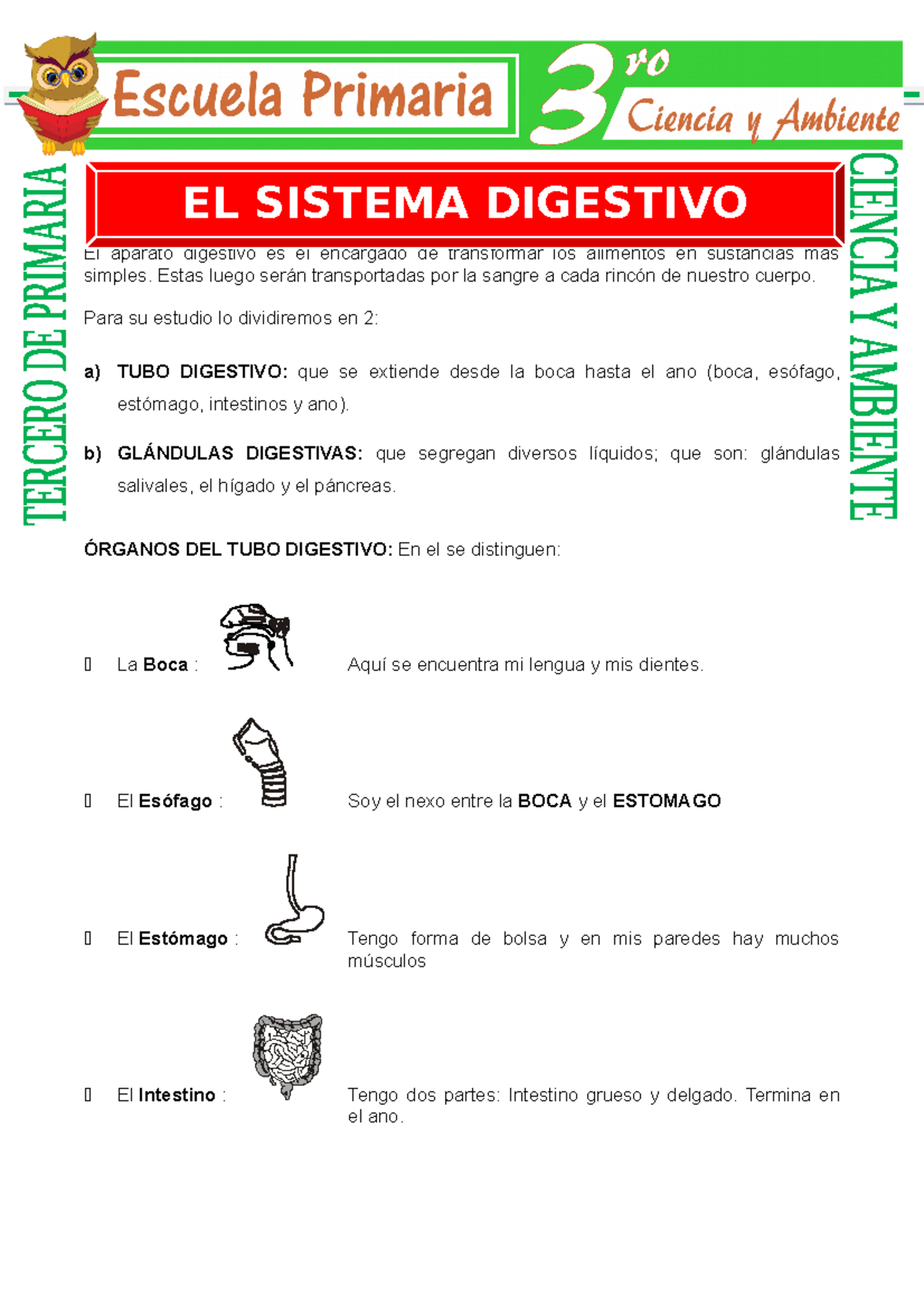 El Sistema Digestivo Humano para Tercero de Primaria - de Primaria El ...