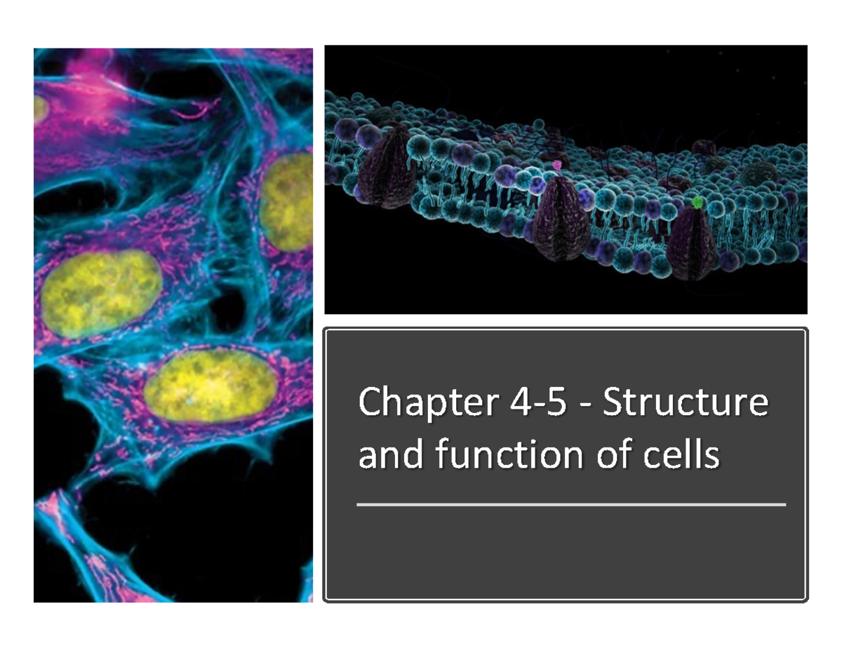 Chapter 4-5 - Structure And Function Of Cells (ML) - Chapter 4- 5 ...