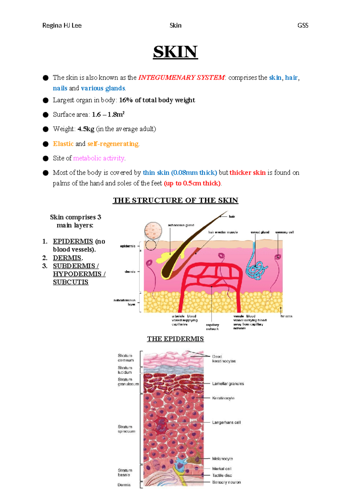 Year 3-Skin - skin lecture notes - SKIN The skin is also known as the ...