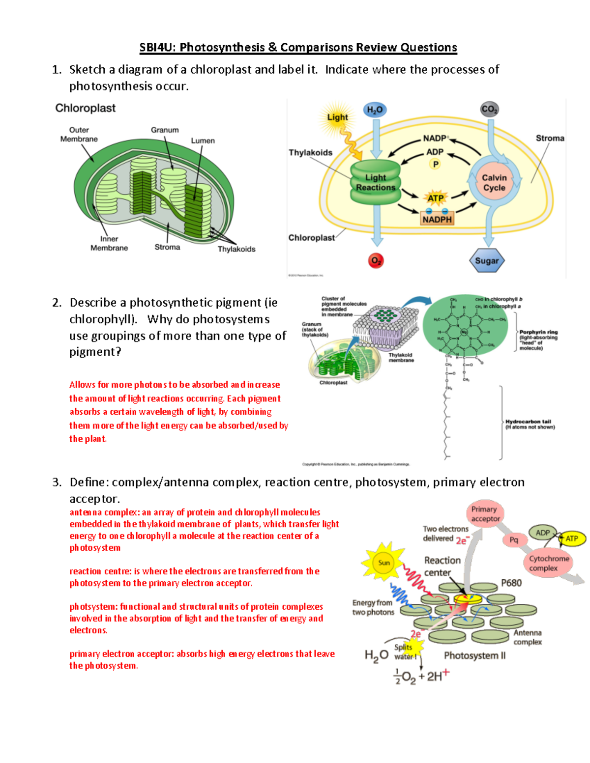 Phtosynthesis comparisons test review questions apr 2018 answers ...