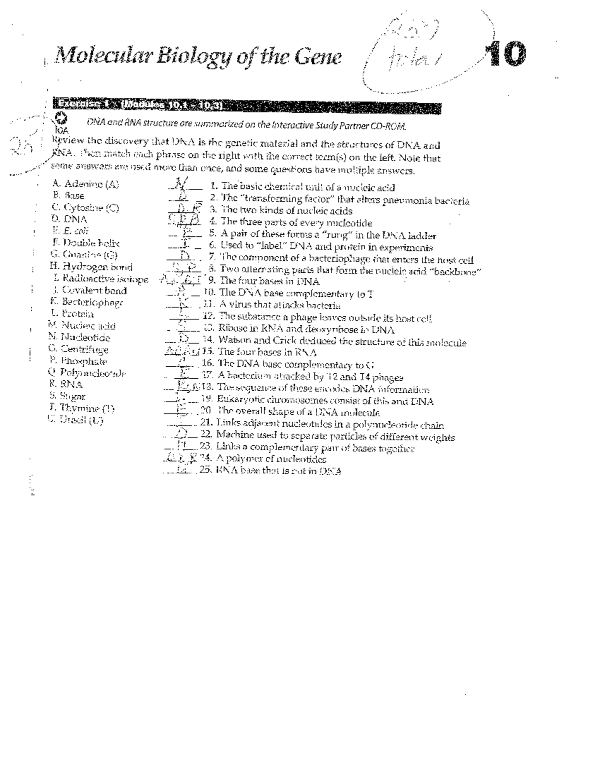Molecular Biology of the Gene Review Packet - Answers - Studocu