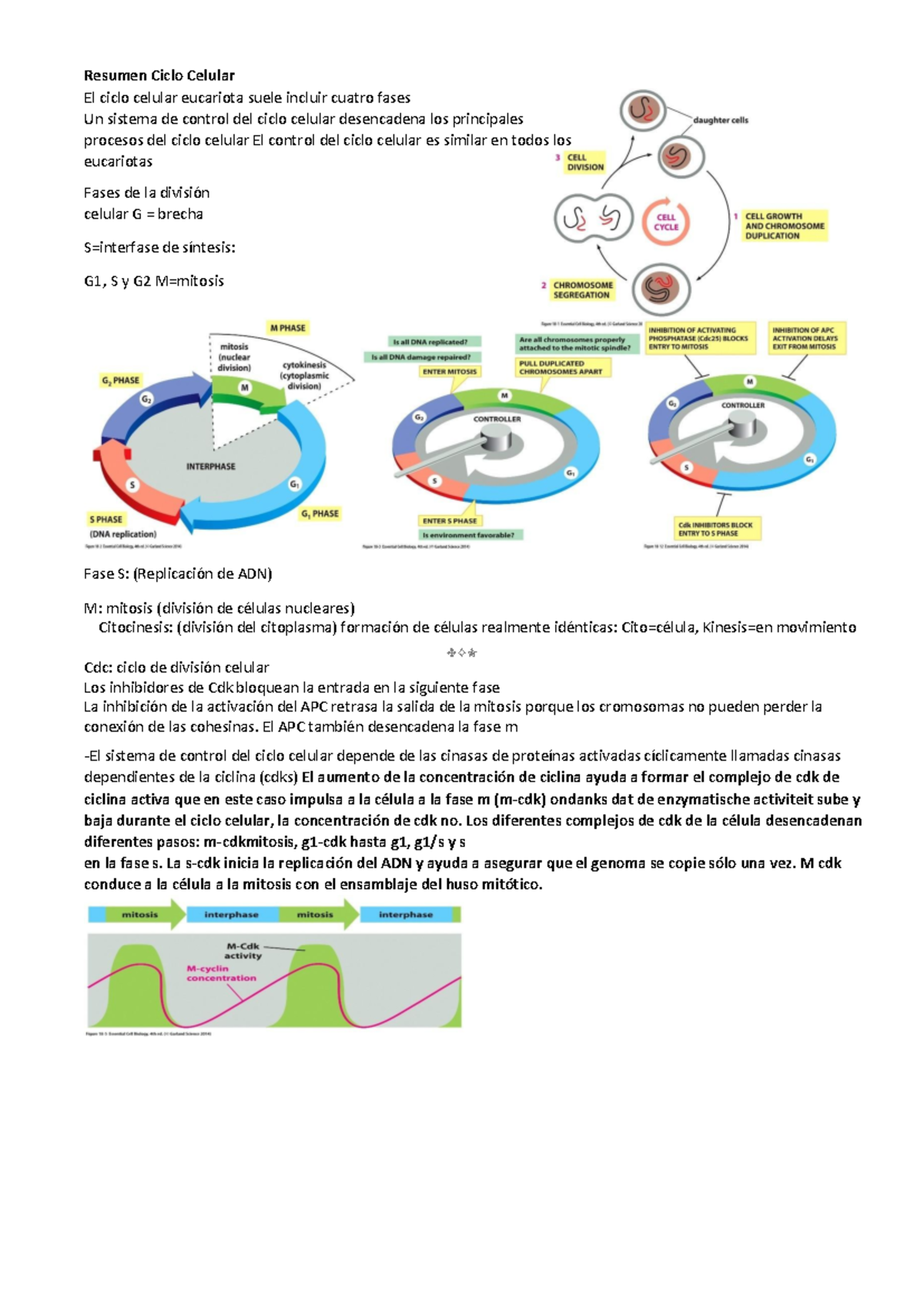 Resumen Ciclo Celular Warning Tt Undefined Function 32 Warning Tt Undefined Function 32