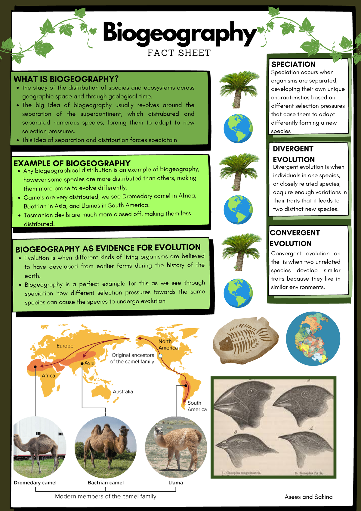 Biogeography Fact Sheet Speciation Biogeography Divergent Evolution Convergent Evolution Any