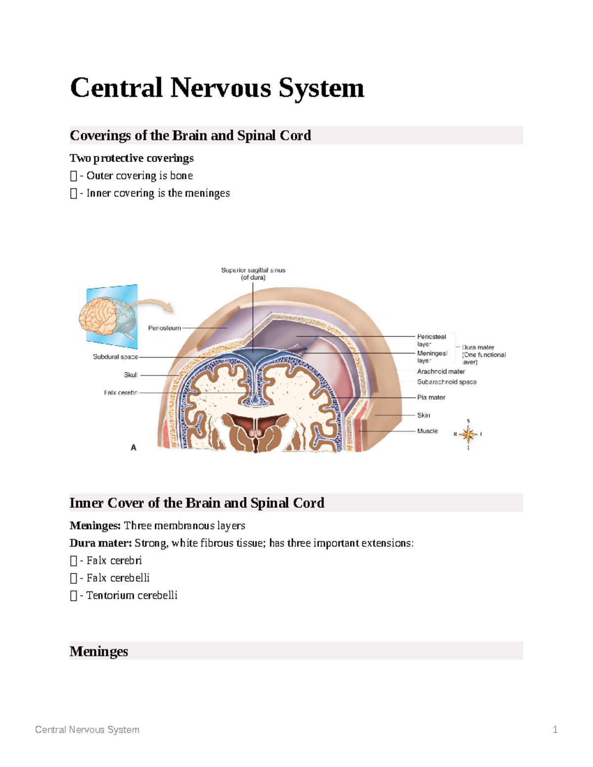 Central Nervous System - Central Nervous System Coverings of the Brain ...