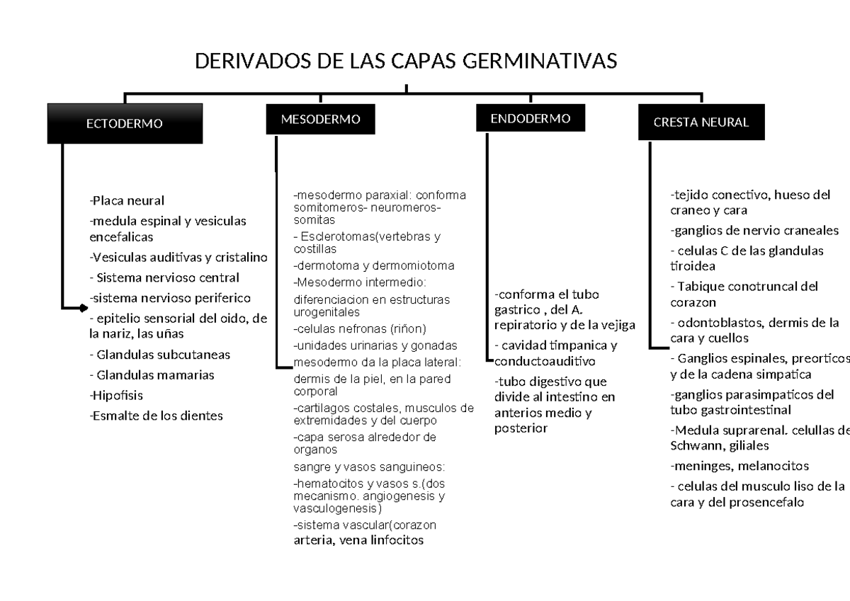 Derivados de la capas germinativa - DERIVADOS DE LAS CAPAS GERMINATIVAS ...