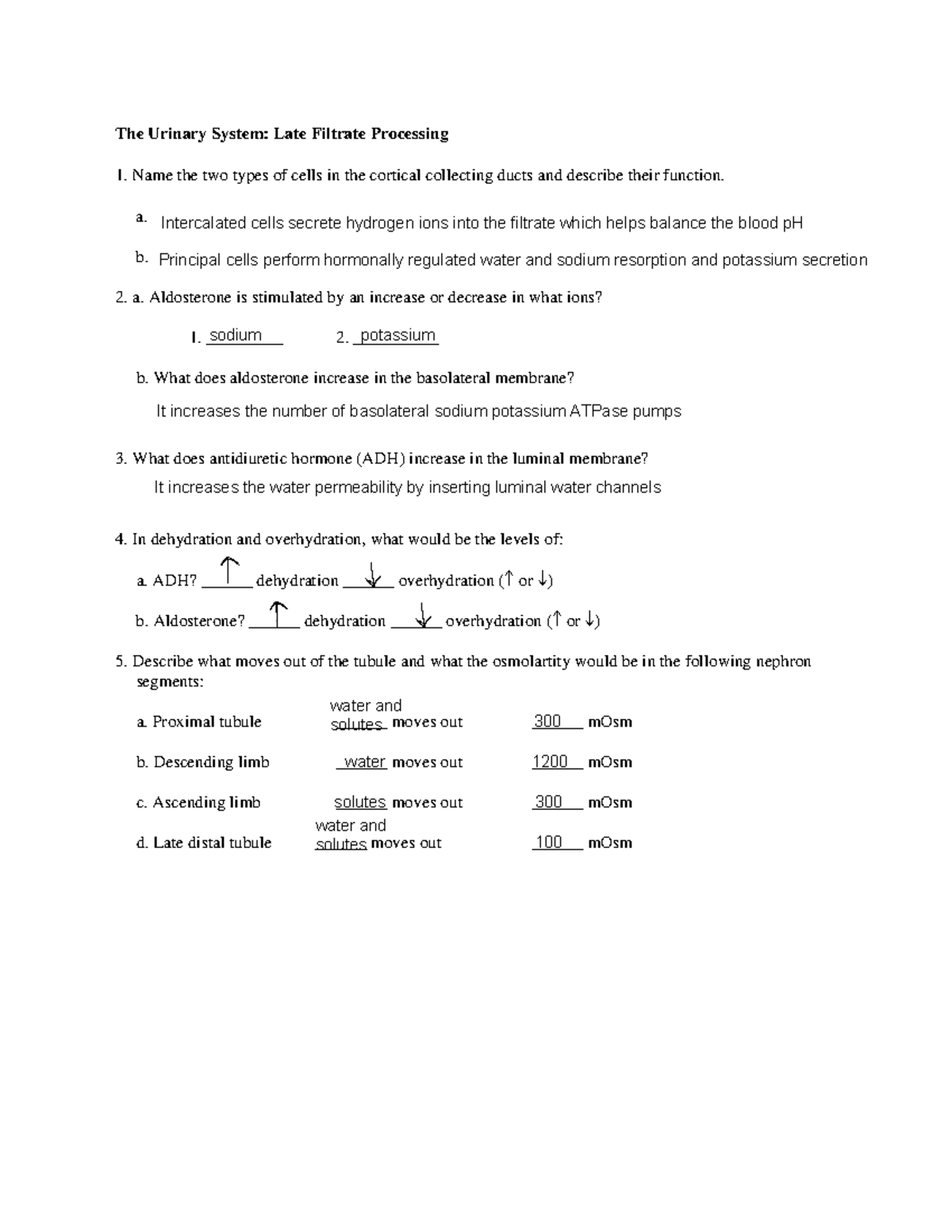 BIO 232 Urinary System Late Filteration Worksheet - The Urinary System ...